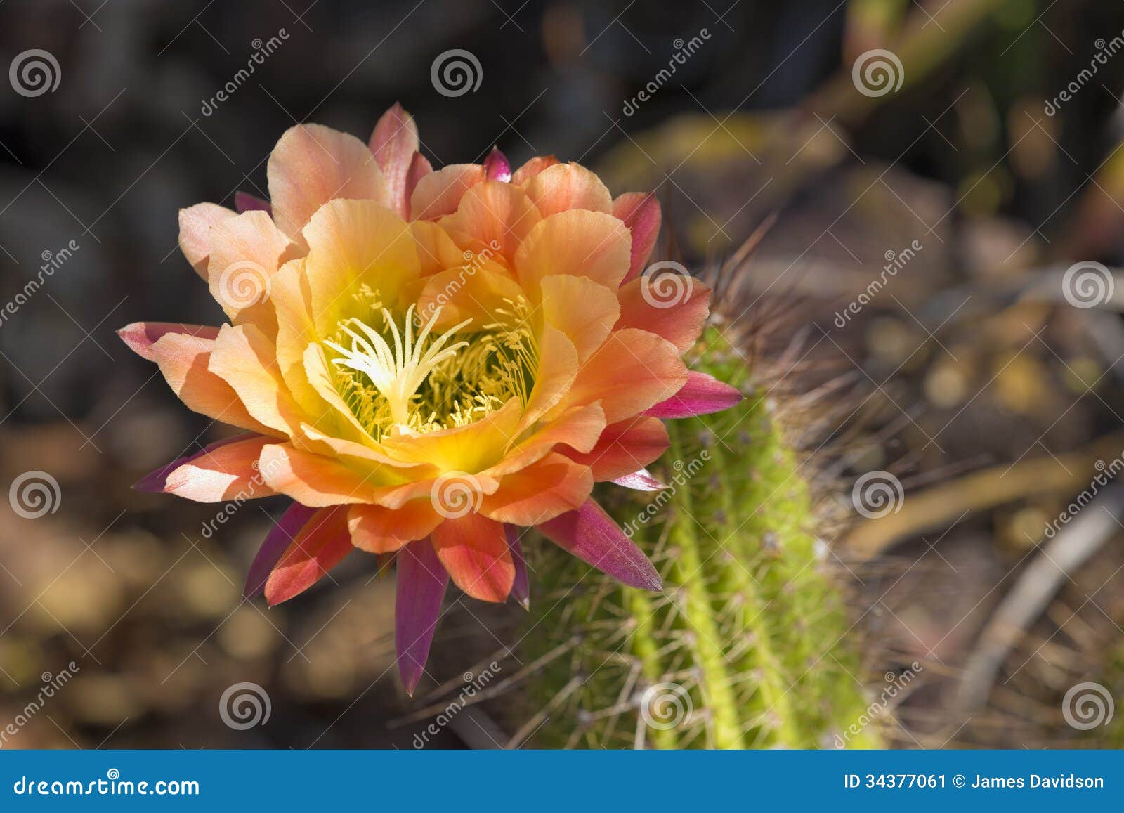 Fleur Multicolore De Cactus Image stock - Image du beauté, désert: 34377061