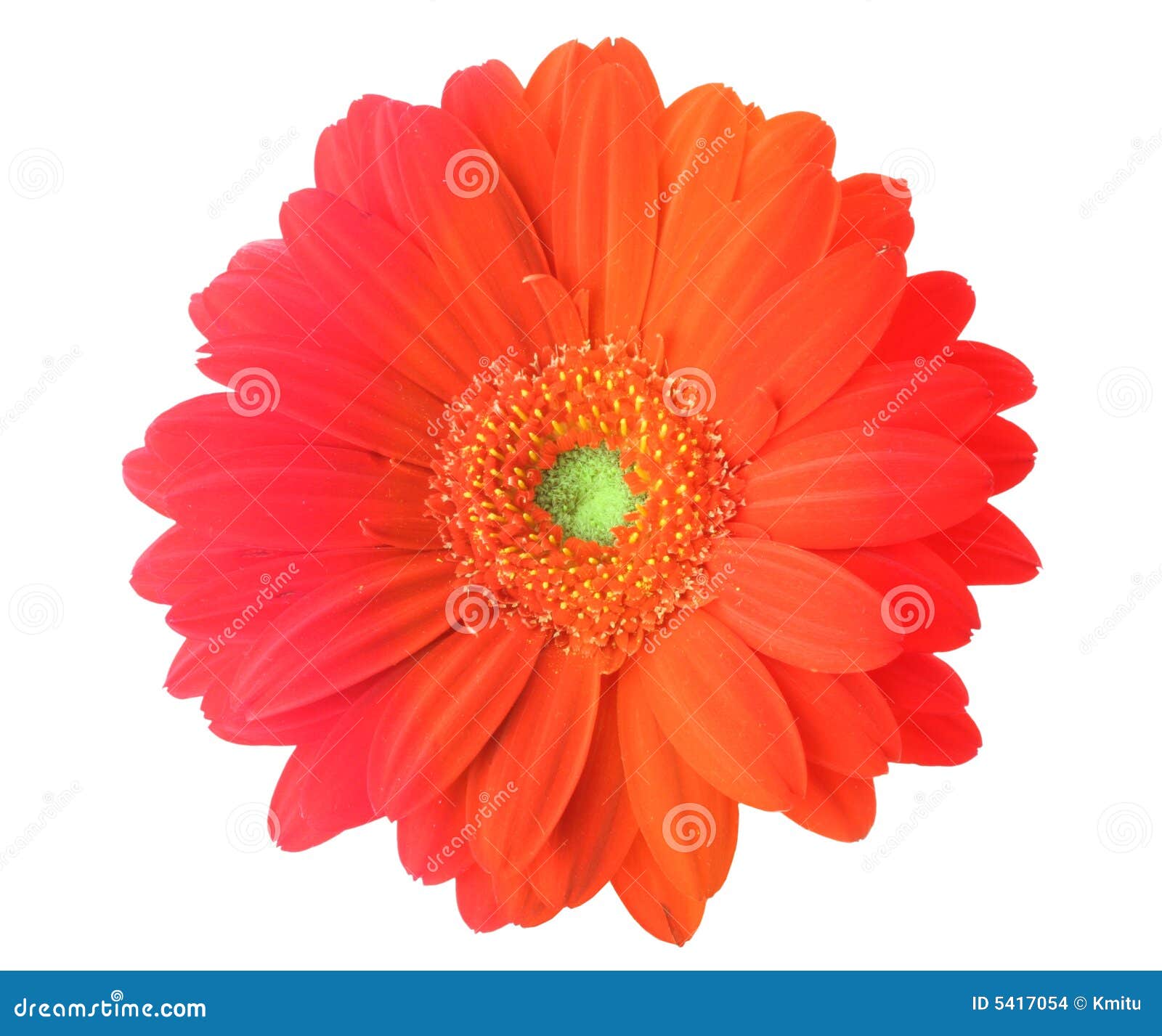 Fleur Multicolore De Gerbera Photo stock - Image du normal, fleur: 5417054