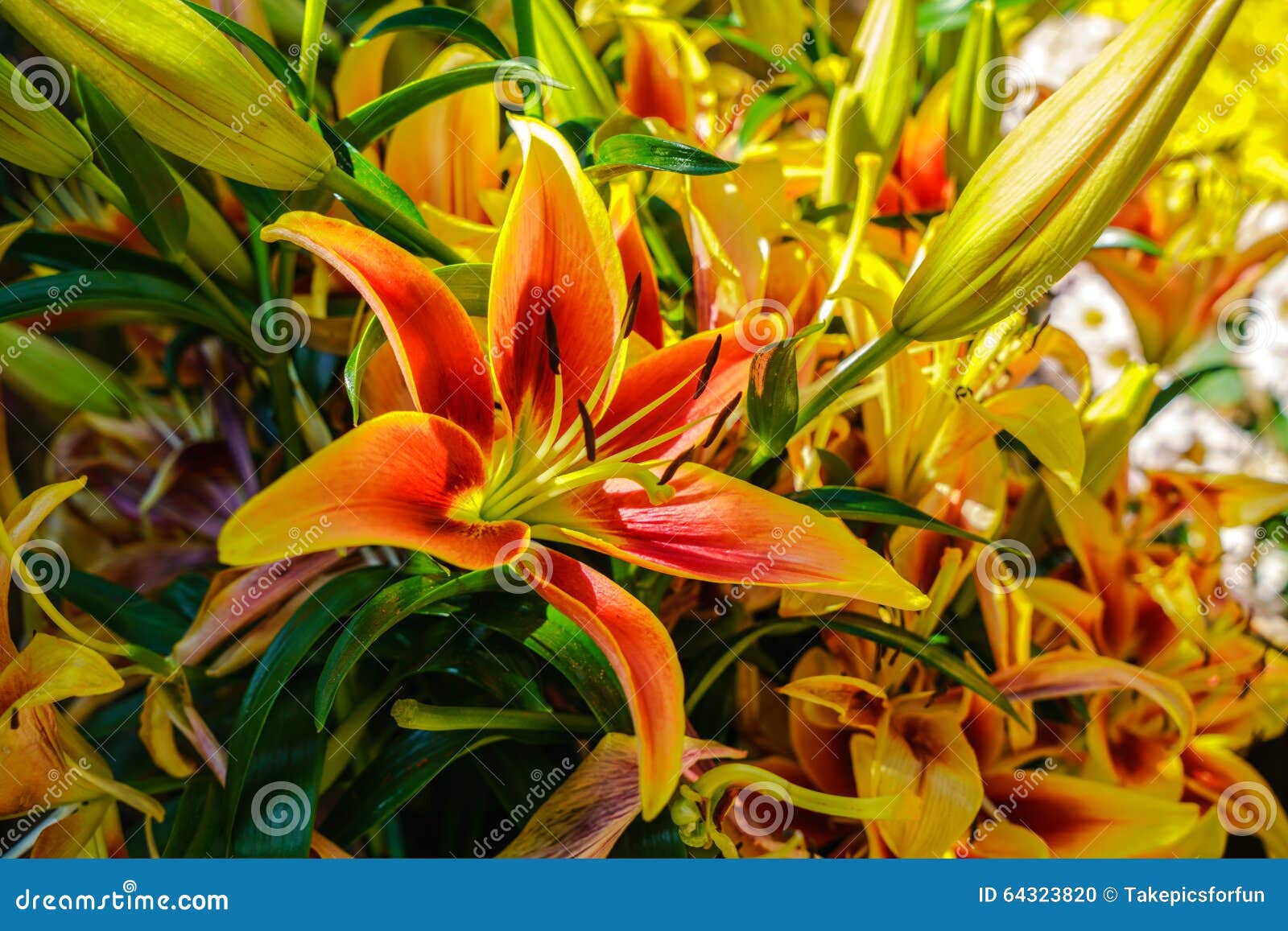 Fleur multicolore de lis photo stock. Image du rouge - 64323820