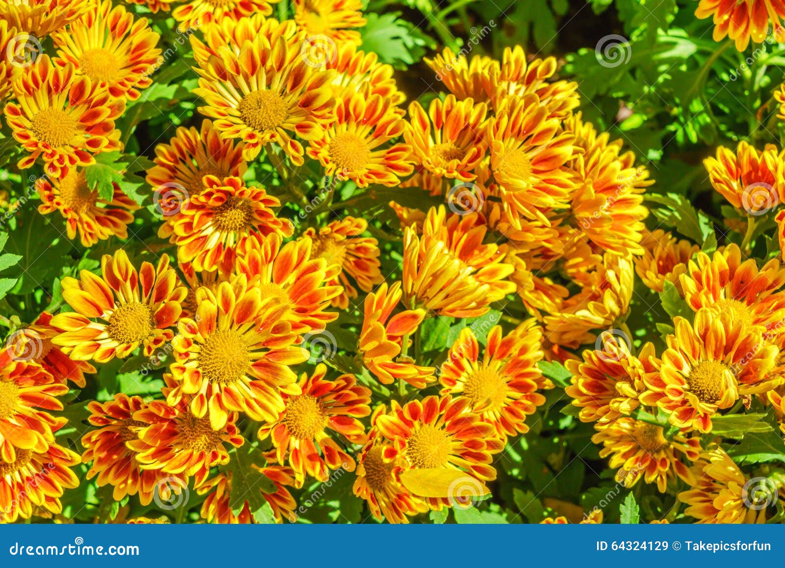 Fleur Multicolore Lumineuse Image stock - Image du fleur, croissance ...