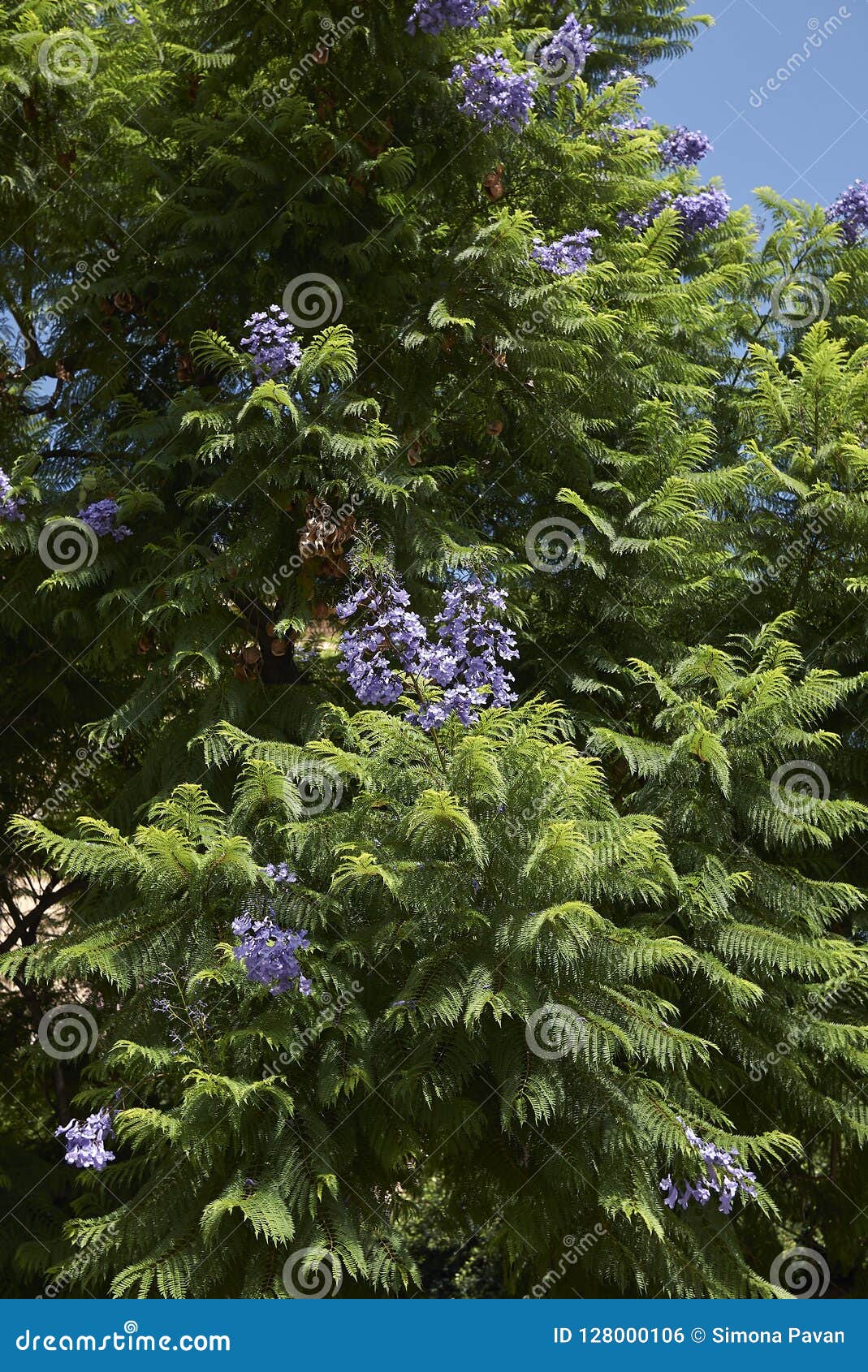Fleur Pourpre Bleue D'arbre De Mimosifolia De Jacaranda Photo stock ...