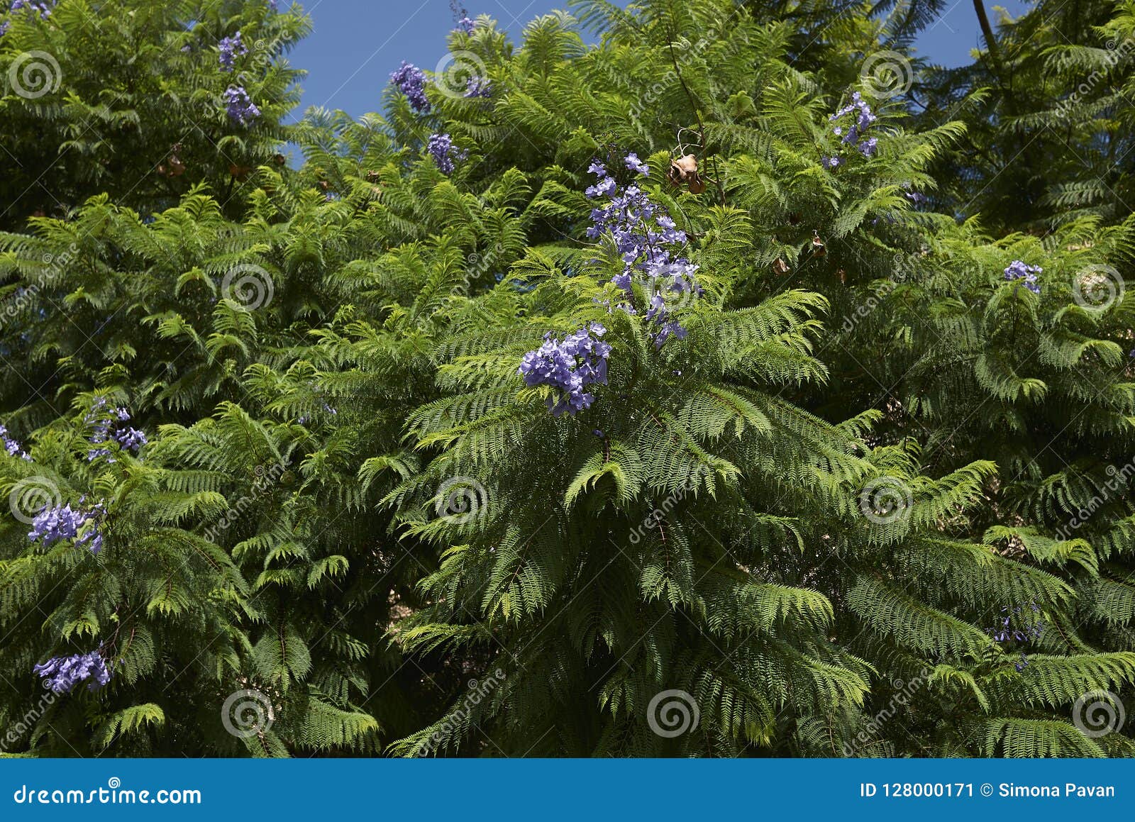Fleur Pourpre Bleue D'arbre De Mimosifolia De Jacaranda Image stock ...