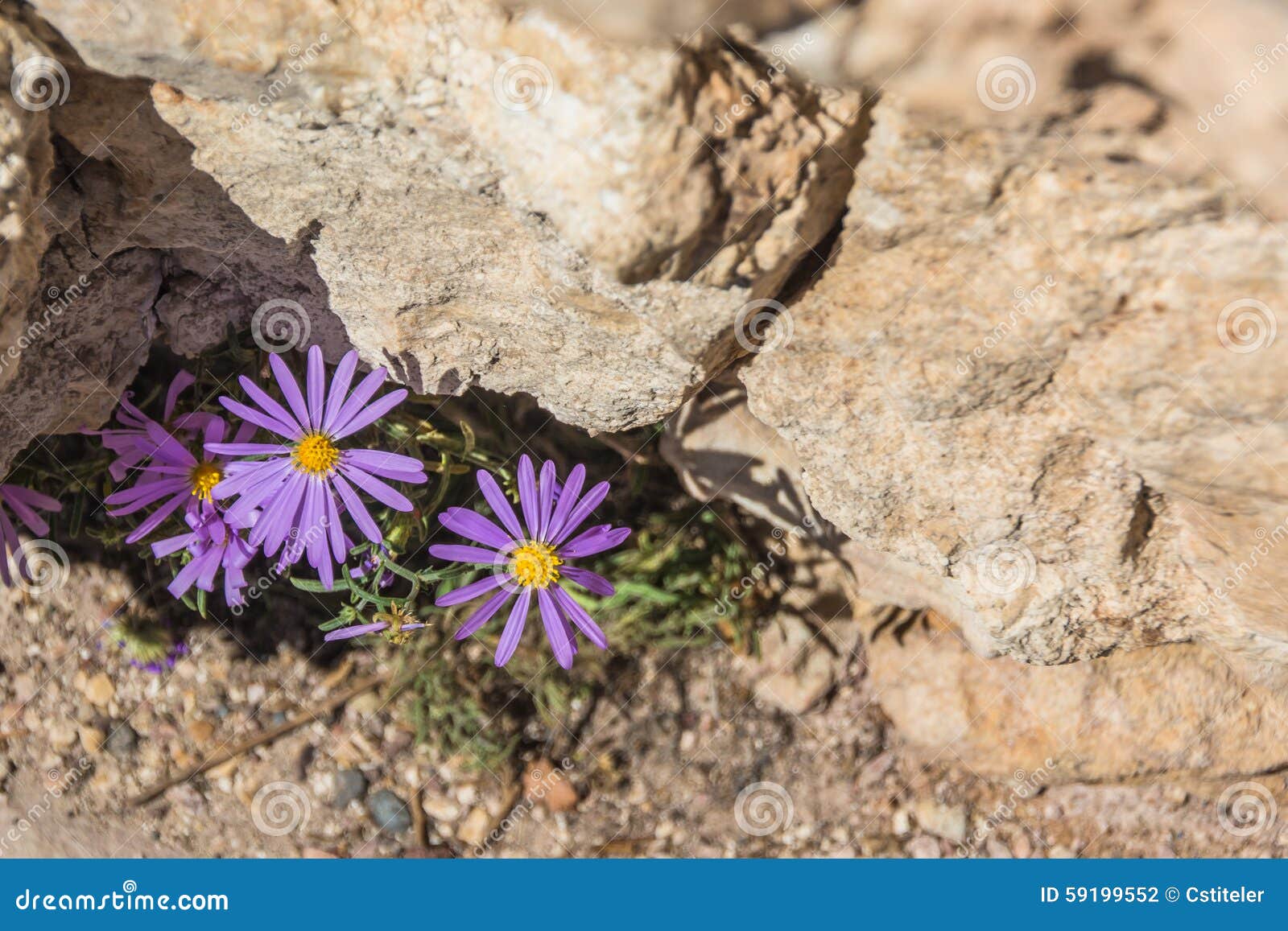 Fleur Pourpre Dans Grand Canyon Photo stock - Image du botanique ...