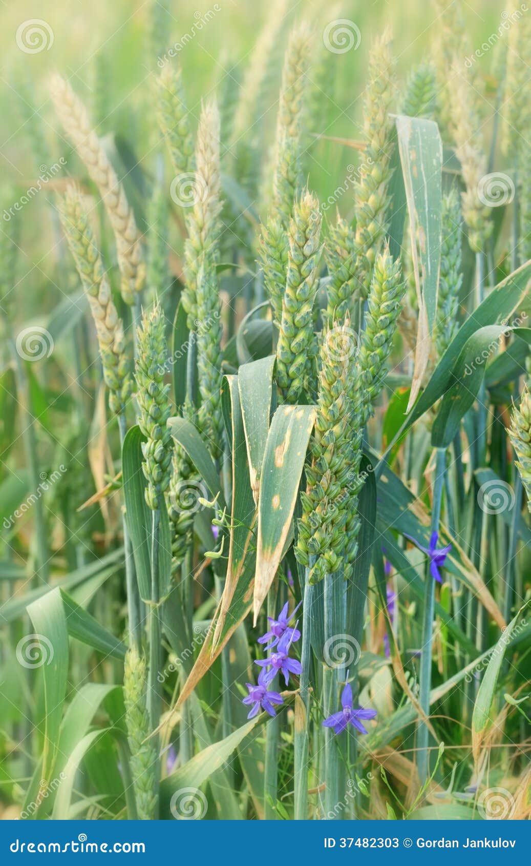 Fleur pourpre dans le blé image stock. Image du floraison - 37482303