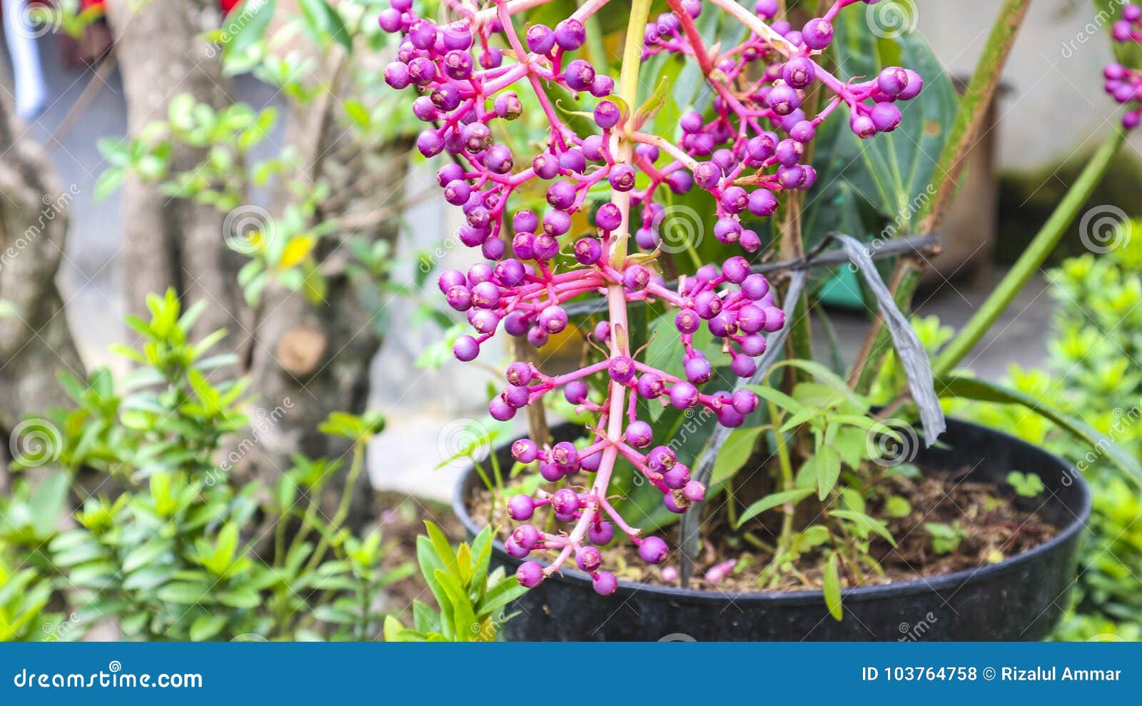 Fleur Pourpre De Boule Dans Le Jardin Photo stock - Image of botanique ...