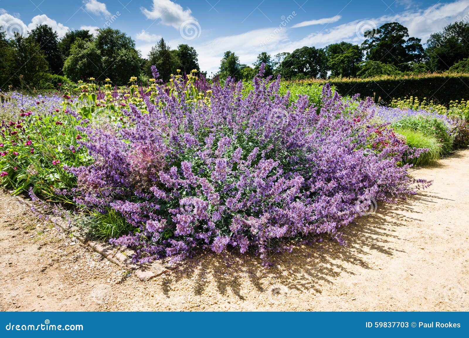 Fleur Pourpre - Plante Vivace - Usines De Jardin Image stock - Image du ...
