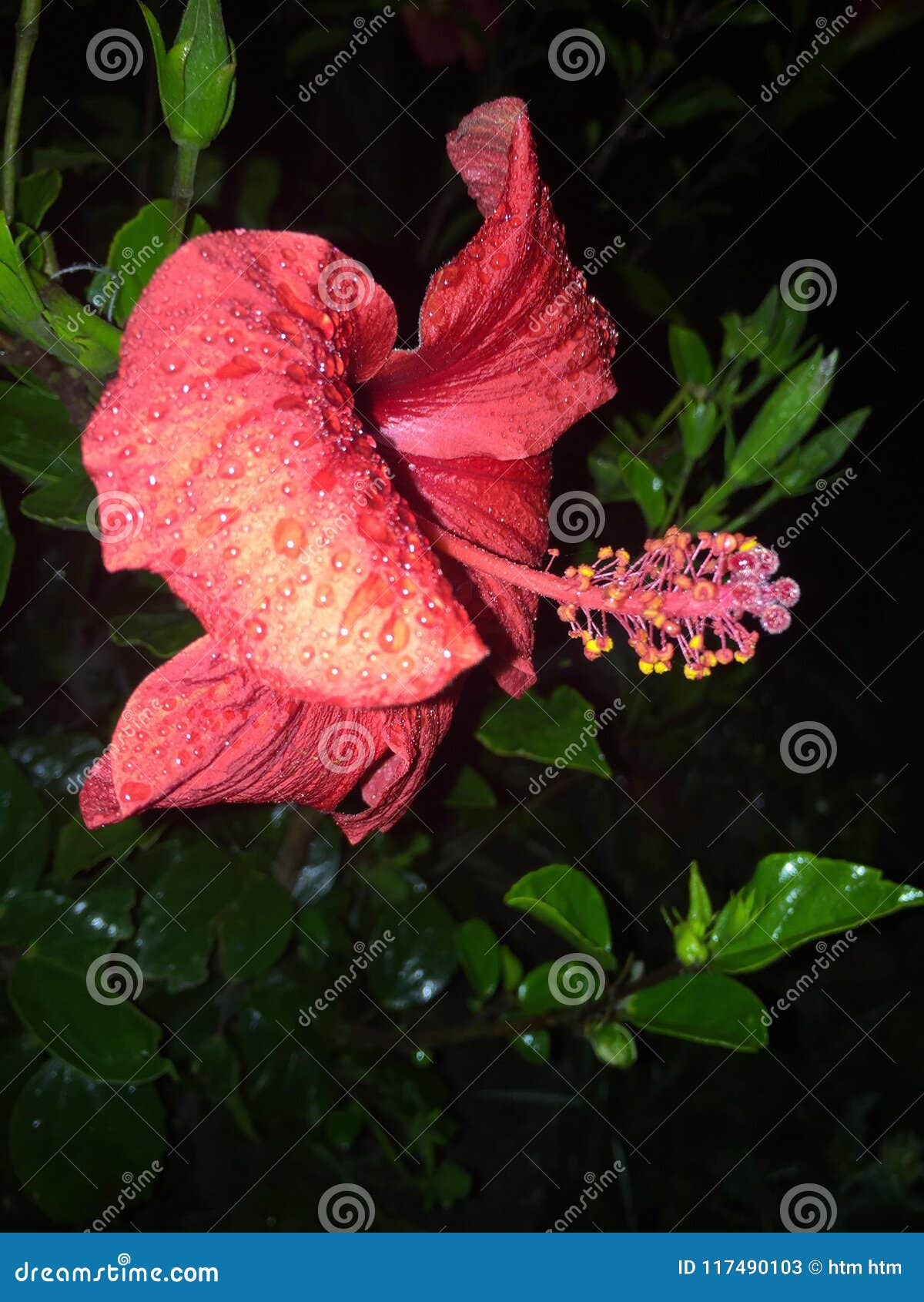 Fleur Red stock image. Image of plante, fleur, culturel - 117490103