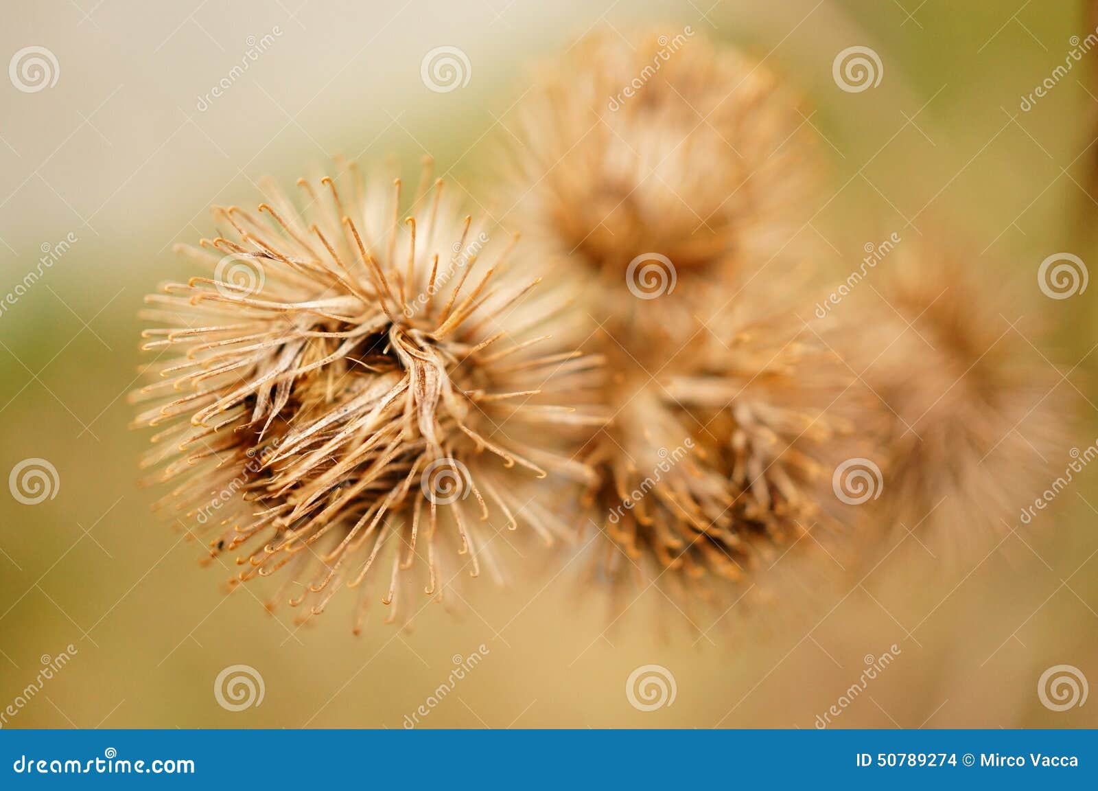 Fleur ronde photo stock. Image du flore, fleur, transitoires - 50789274