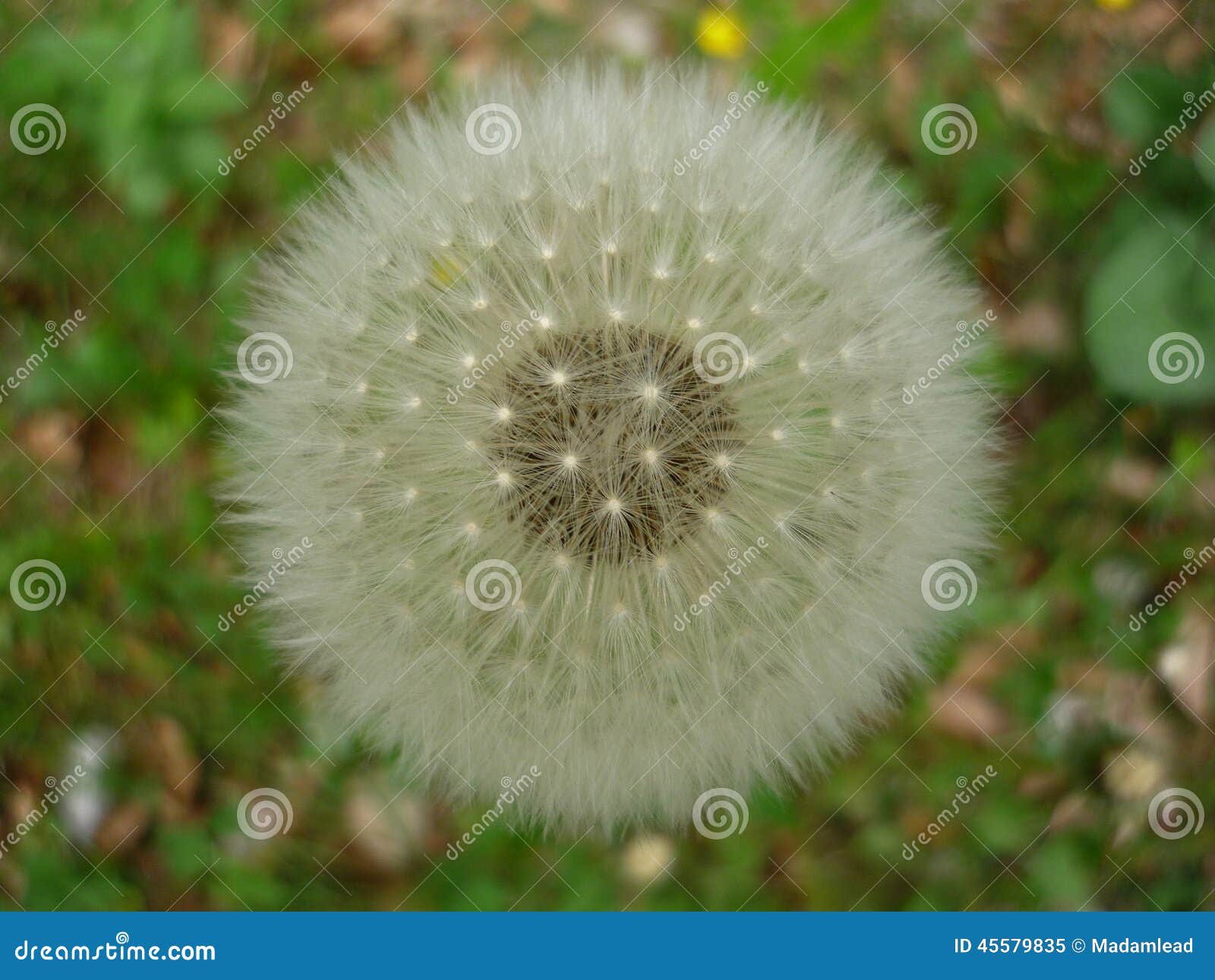 Fleur Ronde Blanche Au Printemps Image stock - Image du allemagne ...