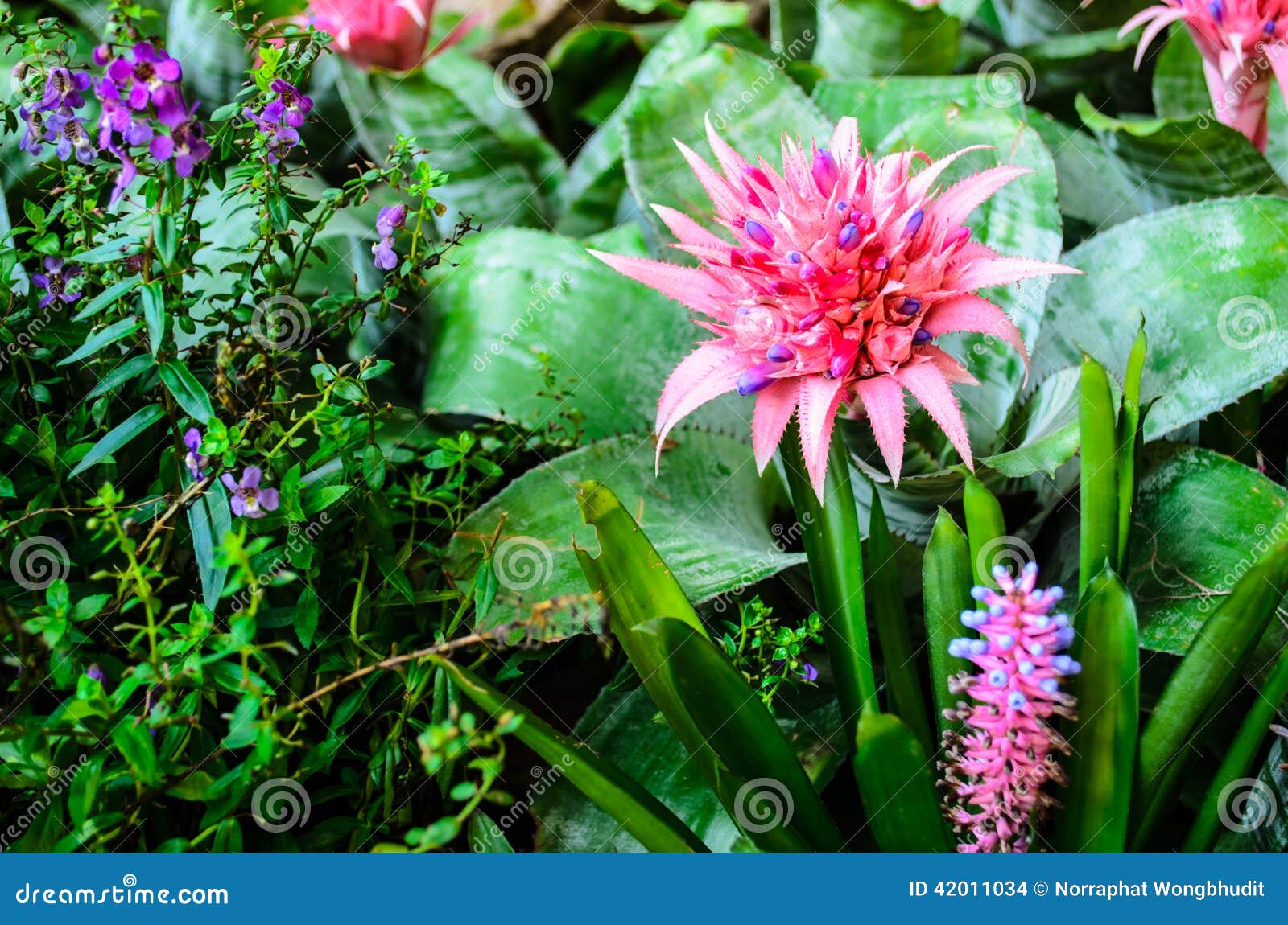 Fleur Rose D'ananas Dans Le Jardin Photo stock - Image du fond, normal ...