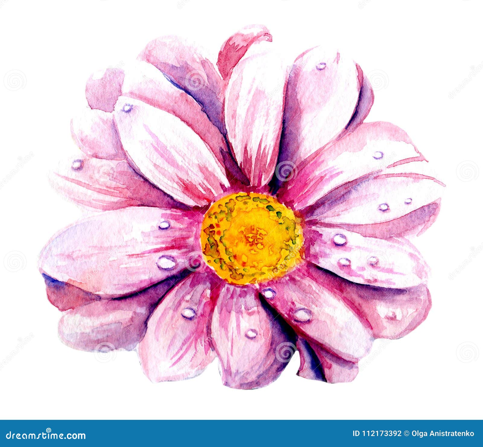 Fleur Rose D'aquarelle Sans Fond Illustration Stock - Illustration du ...