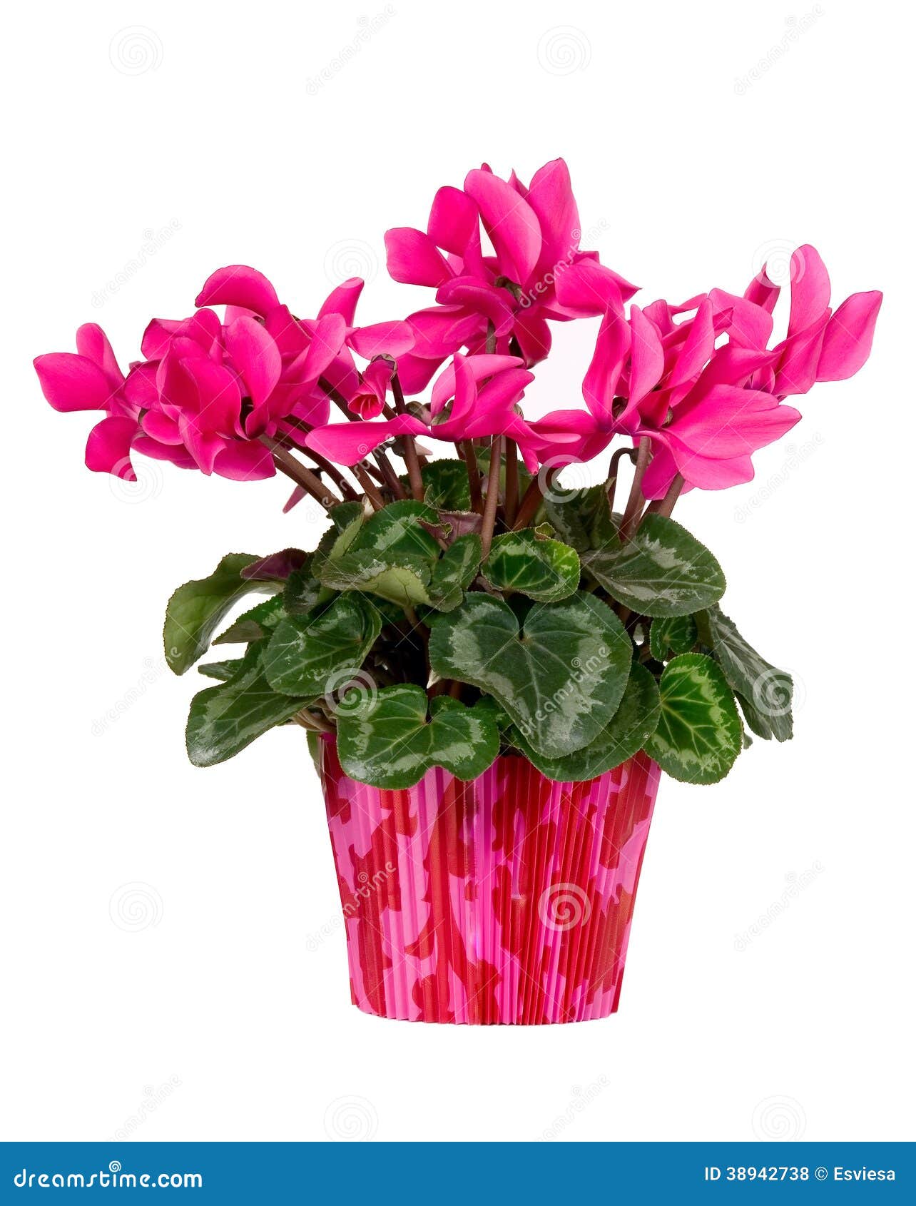 Fleur Rose Dans Le Pot Rouge Photo stock - Image du été, bouquet: 38942738