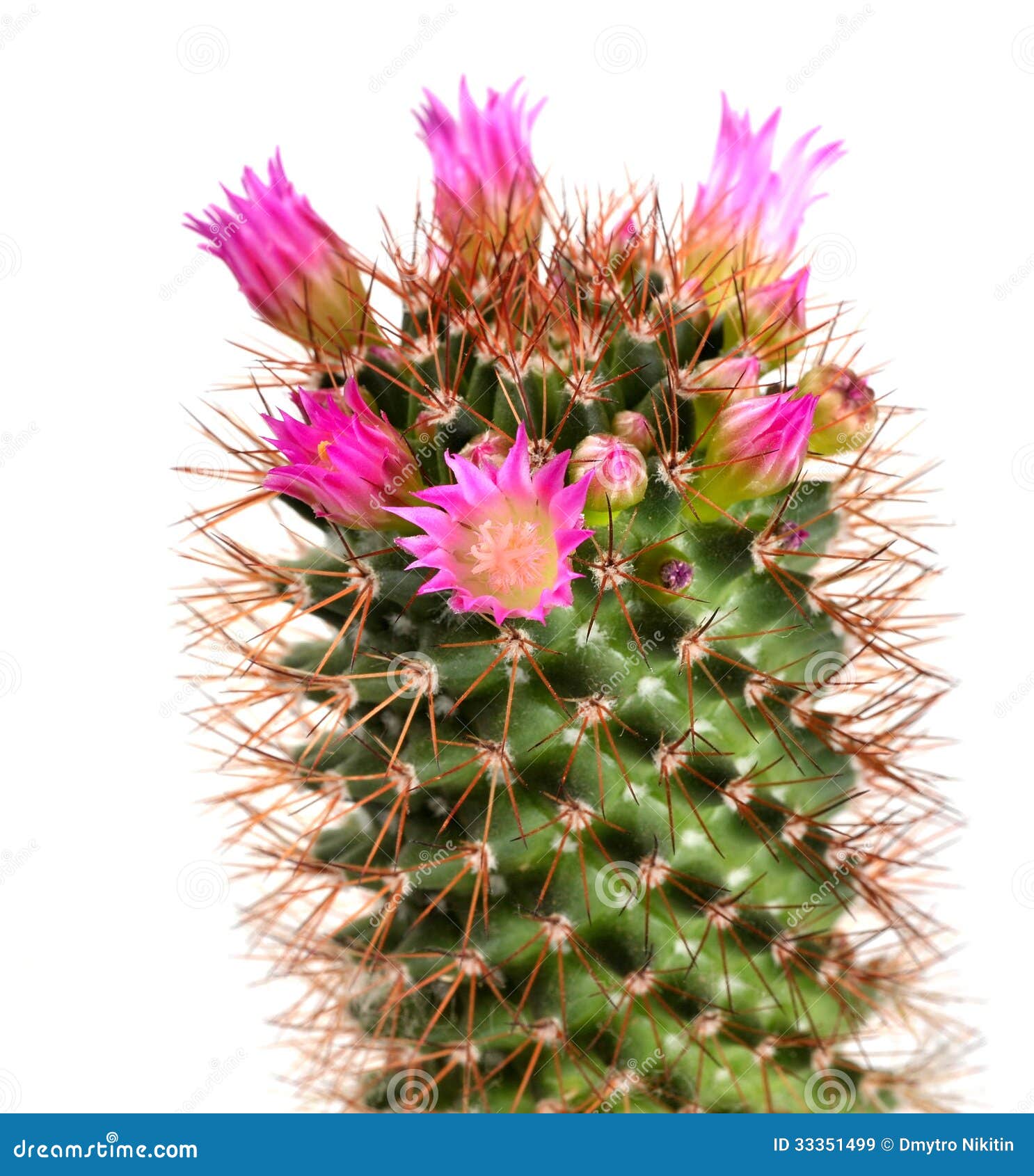 Fleur rose de cactus image stock. Image du rose, pointu - 33351499