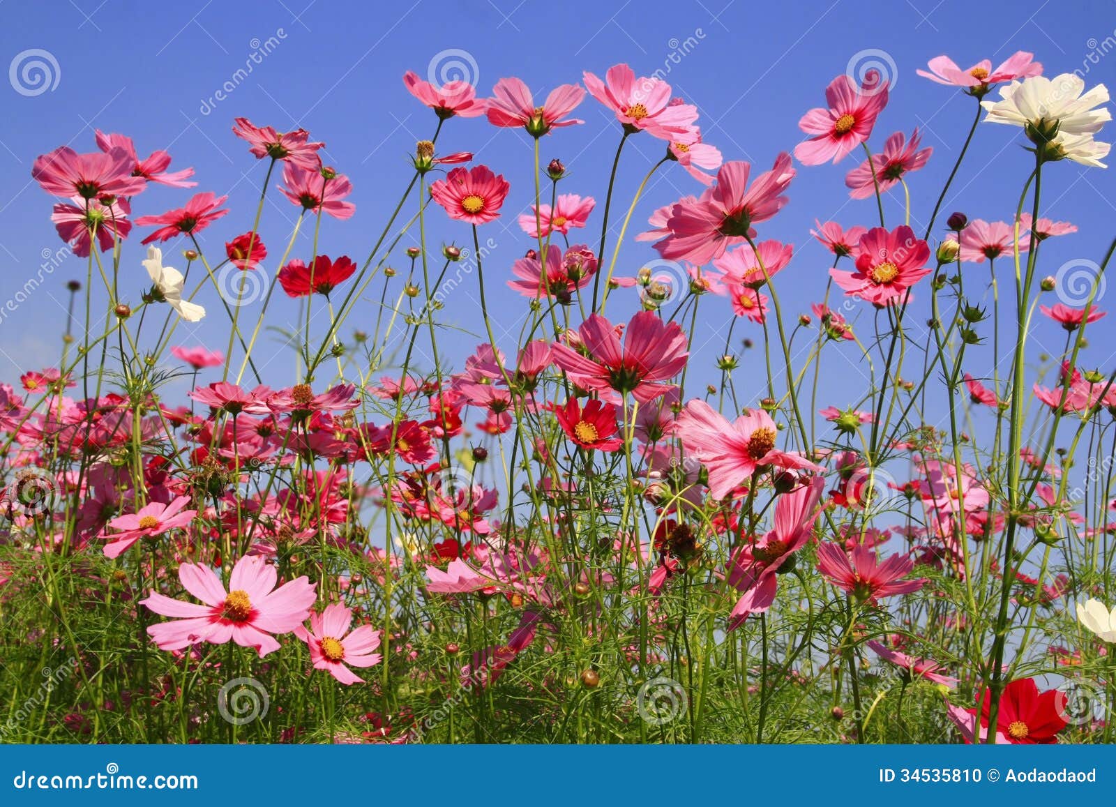 Fleur Rose De Cosmos Dans Le Jardin Photo stock - Image du décoratif ...