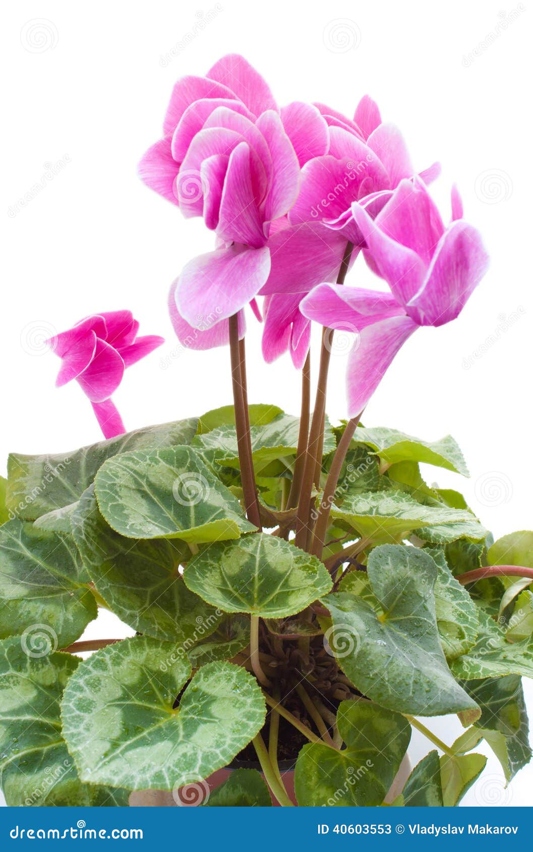 Fleur rose de cyclamen image stock. Image du tête, personne - 40603553