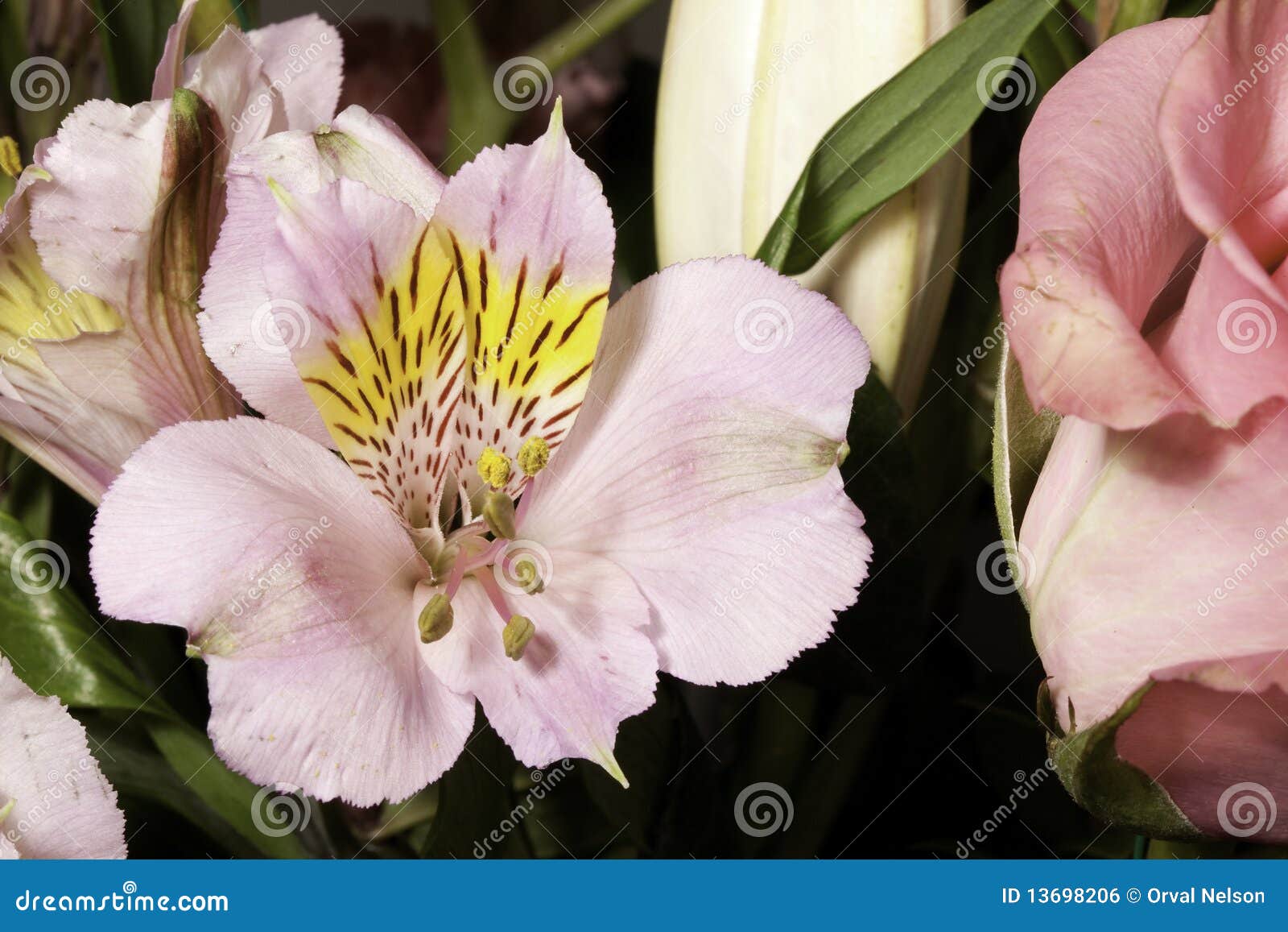 Fleur rose de Freesia photo stock. Image du récupérez - 13698206