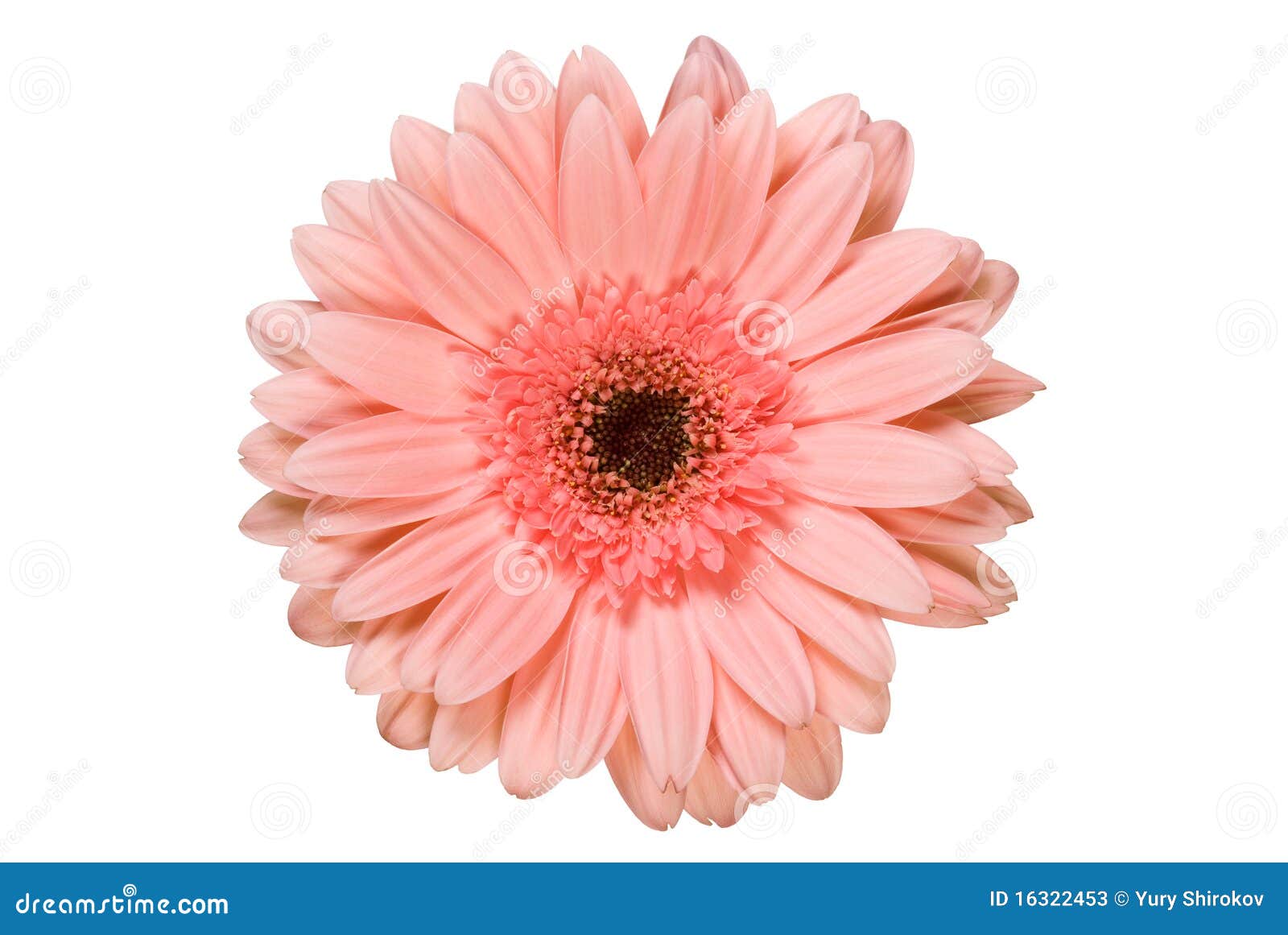 Fleur rose de gerbera image stock. Image du isolement - 16322453