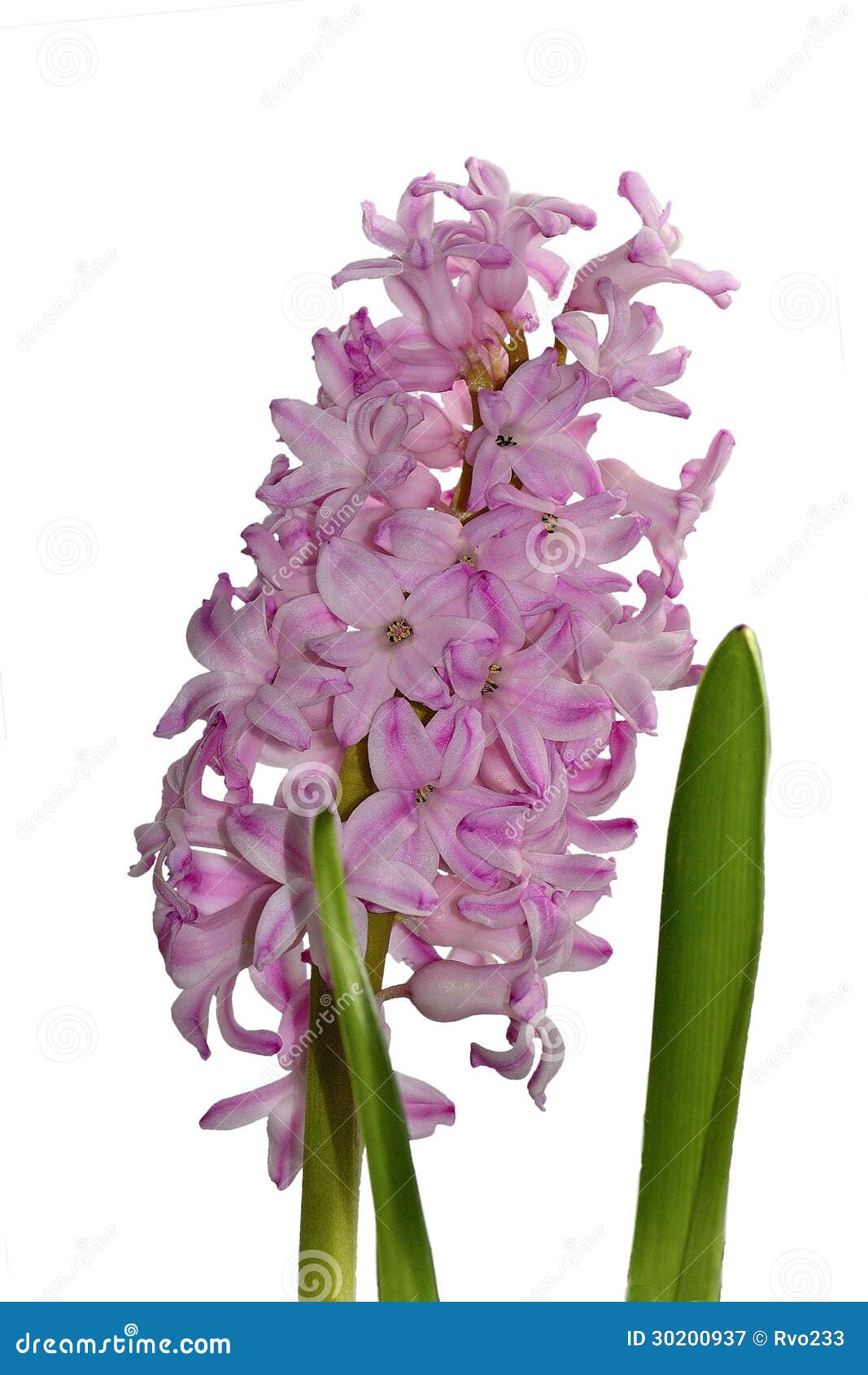 Jacinthe rose. image stock. Image du blanc, lame, fleur - 30200937