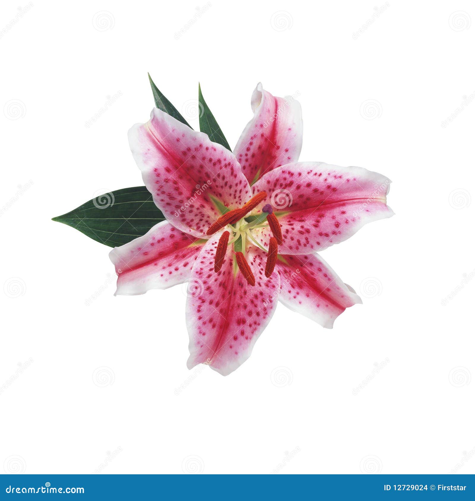 Fleur rose de Lilia photo stock. Image du marguerites - 12729024