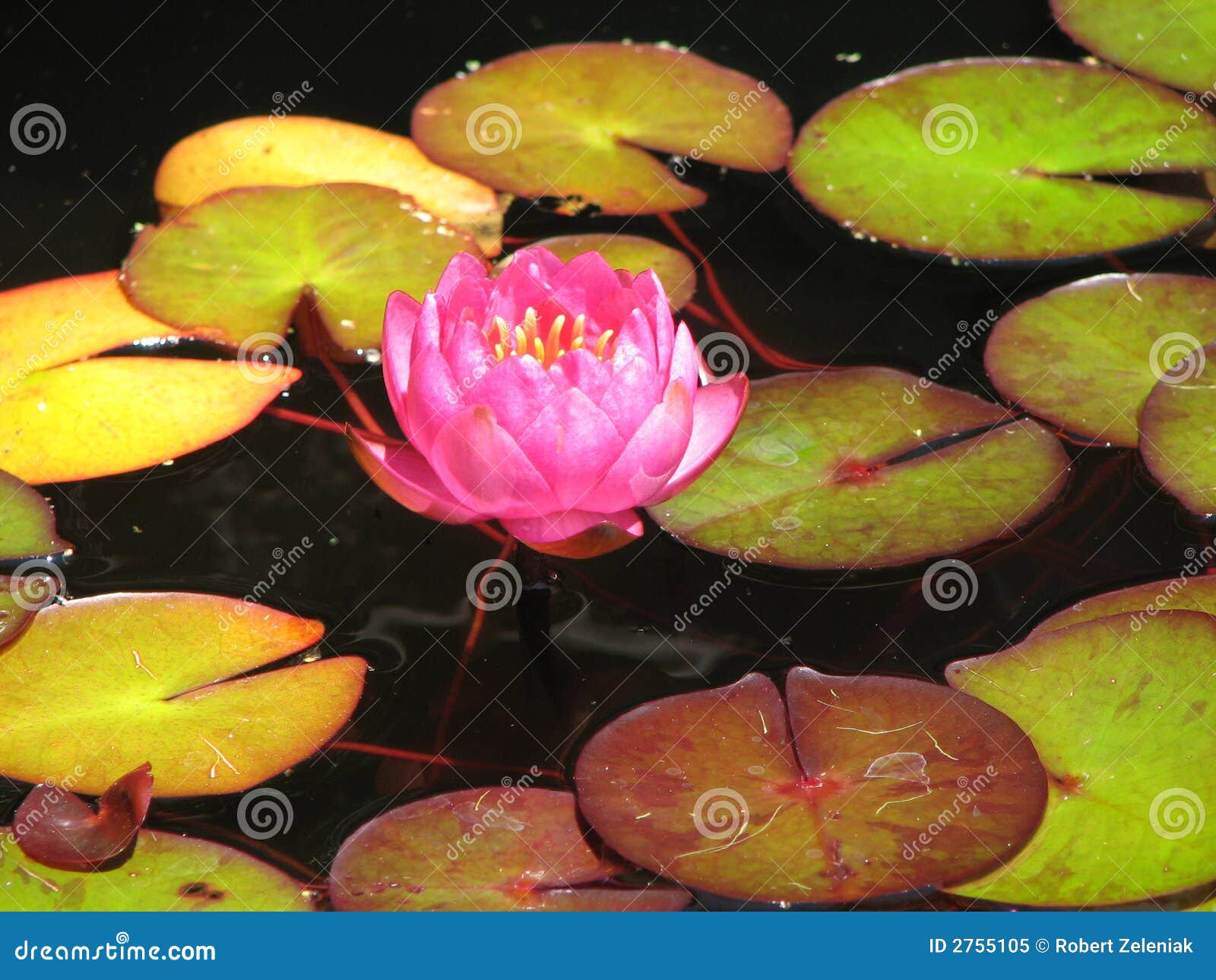 Fleur Rose De Lotus Image. Image: 2755105