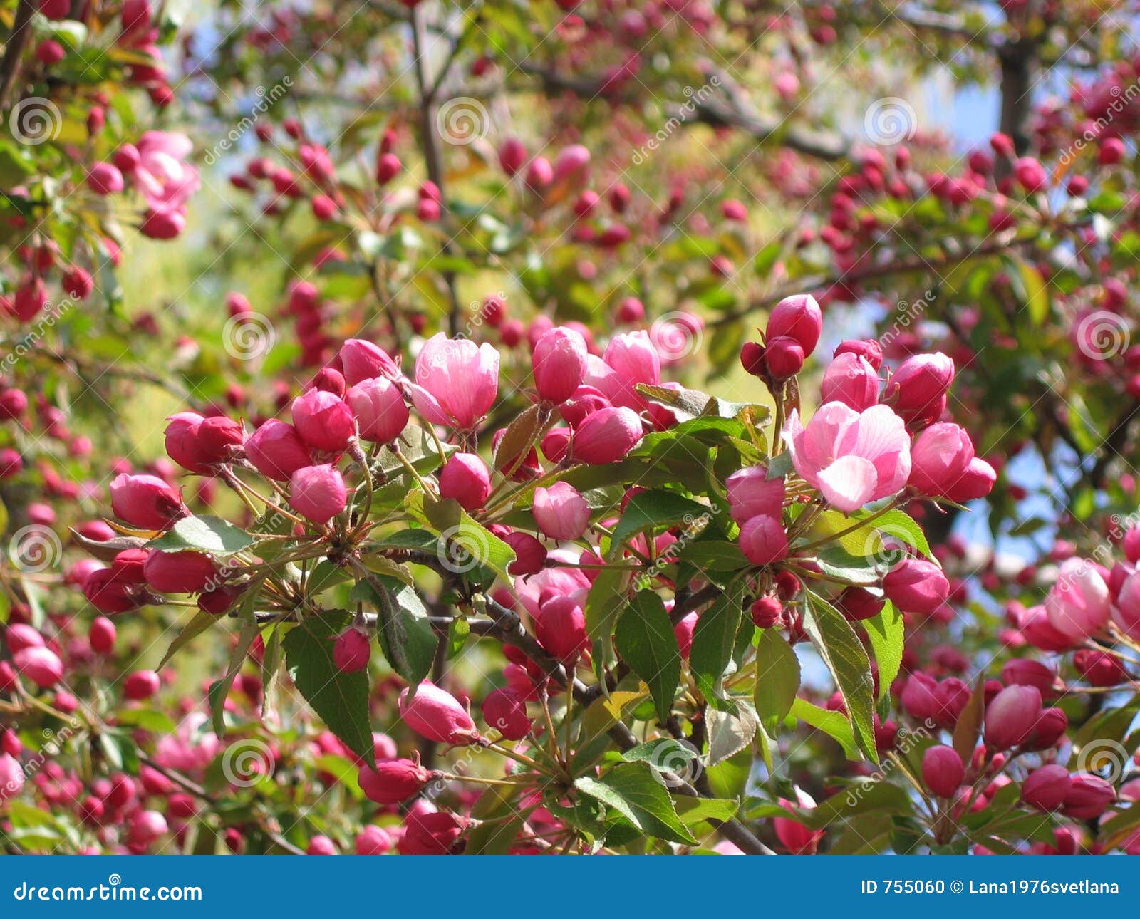 Fleur rose de pomme photo stock. Image du pomme, blanc - 755060