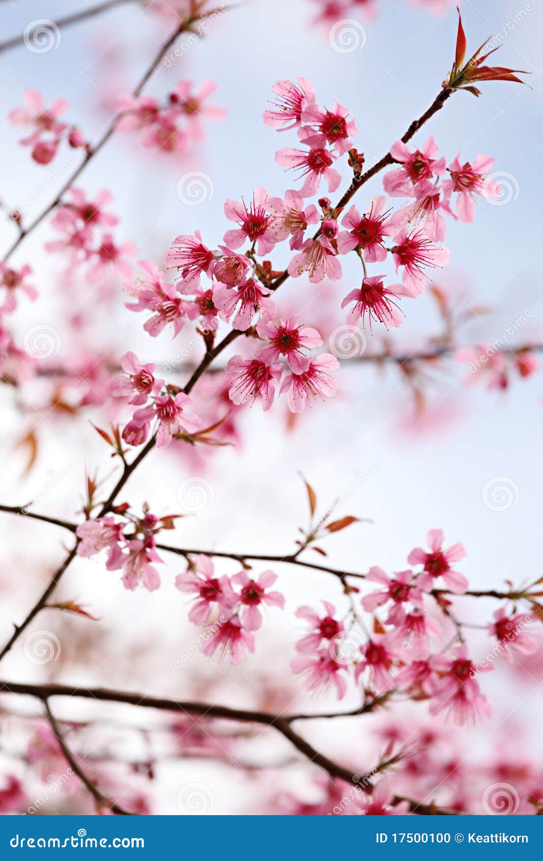 Fleur rose de Sakura photo stock. Image of clair, branchement - 17500100