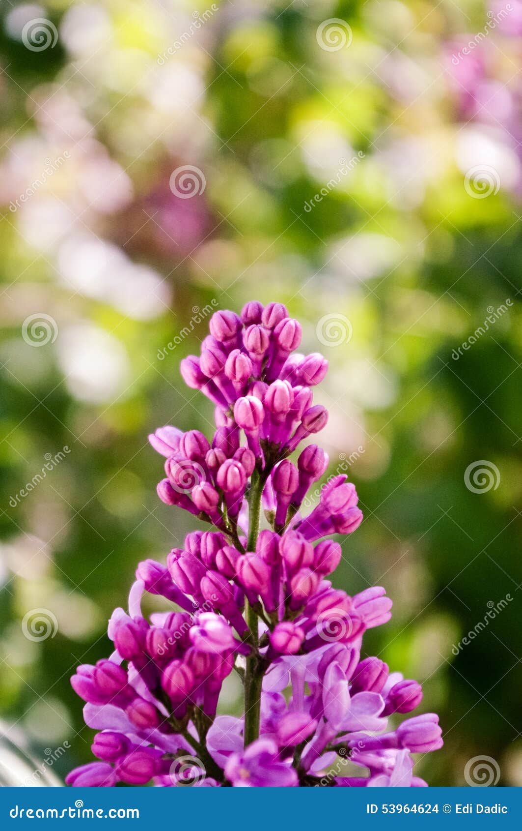 Fleur rose magnifique photo stock. Image of jardin, amusement - 53964624