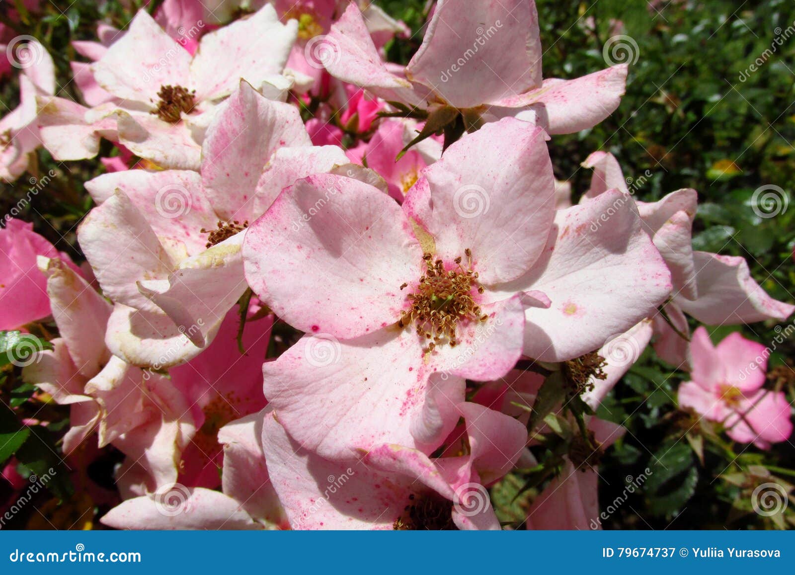 Fleur Rose, Pommier Dans La Fleur Image stock - Image du fermer, flore ...