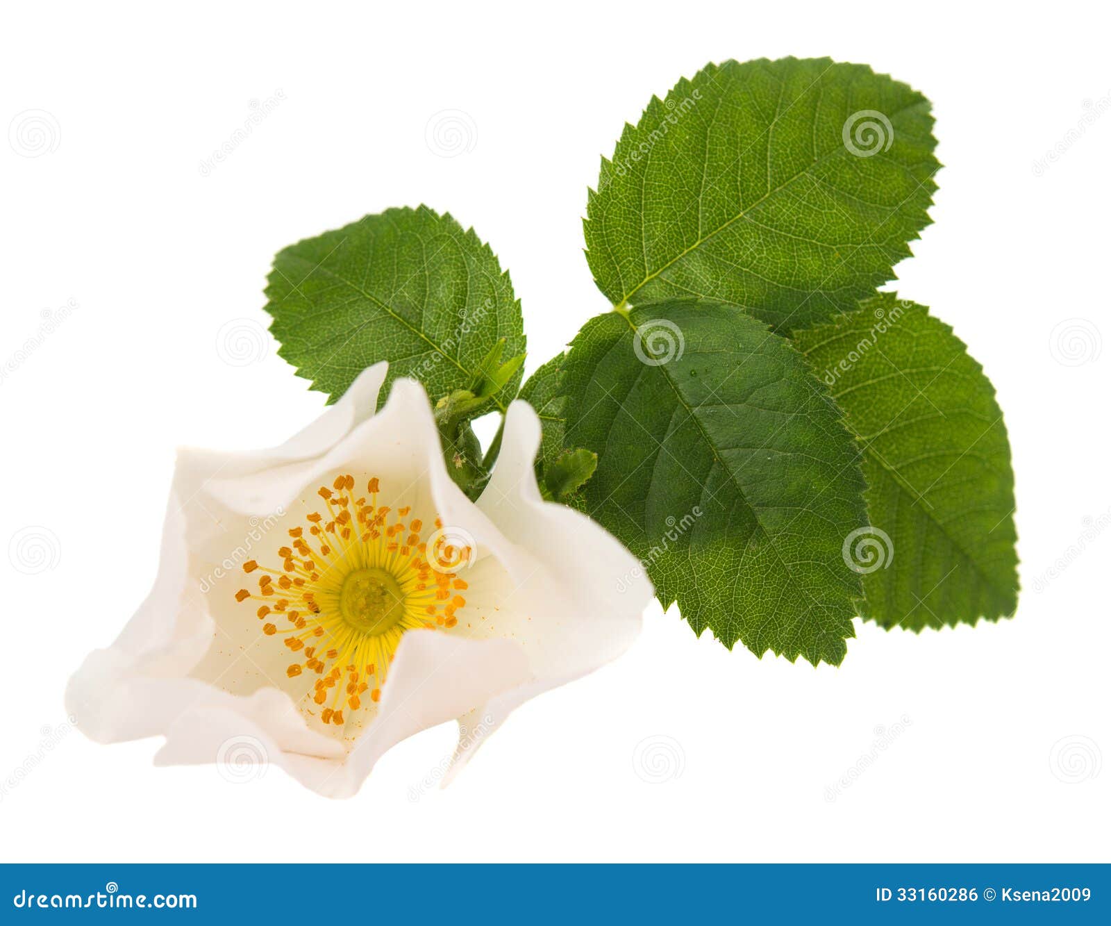 Fleur rose sauvage photo stock. Image du beauté, bria - 33160286