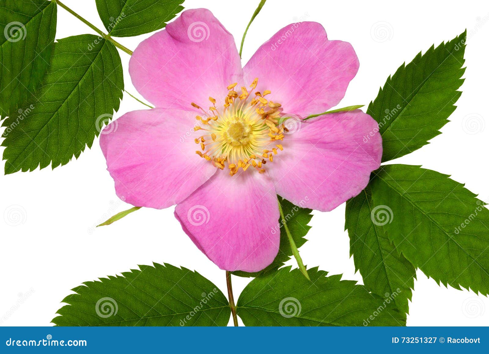 Fleur Rose Sauvage Avec Des Feuilles Image stock - Image du sauvage ...