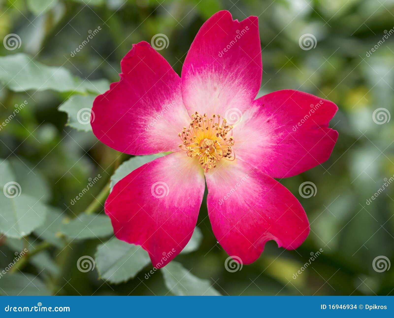 Fleur Rose Sauvage Rouge Et Jaune Simple Photo stock - Image du vert ...