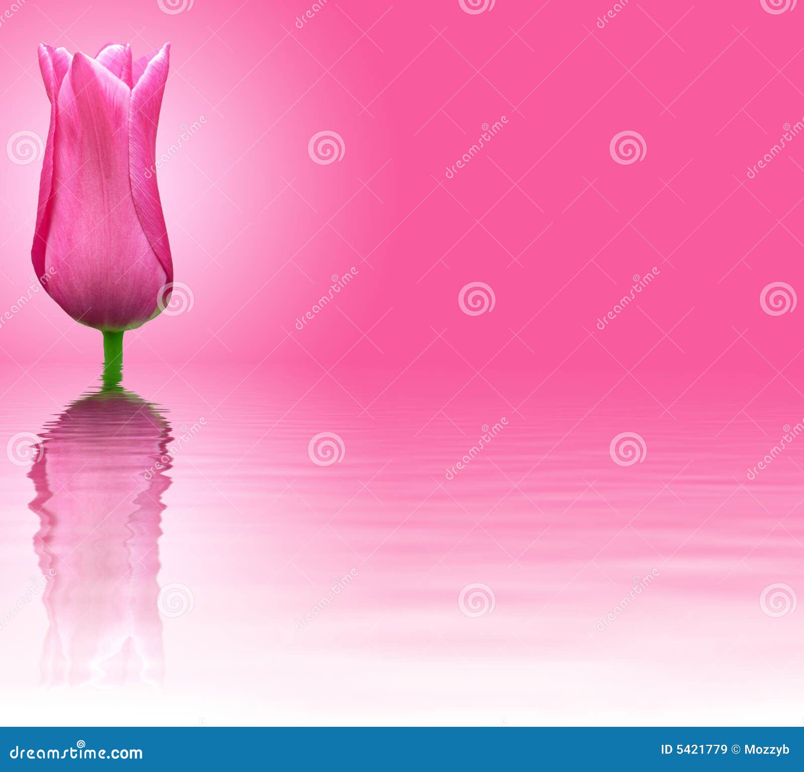 Fleur Rose Sur Le Fond Rose Image stock - Image du nuptiale, coloré ...