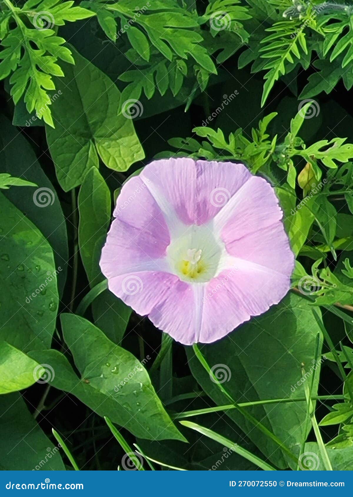 Fleur rose vert color cute stock photo. Image of color - 270072550