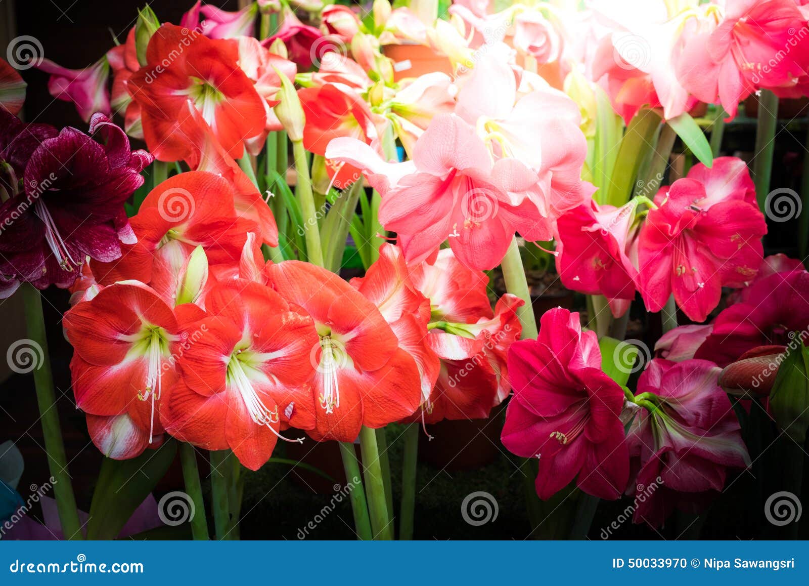 Fleur Rouge Avec Le Nom Latin Amaryllis Photo stock - Image du flore ...