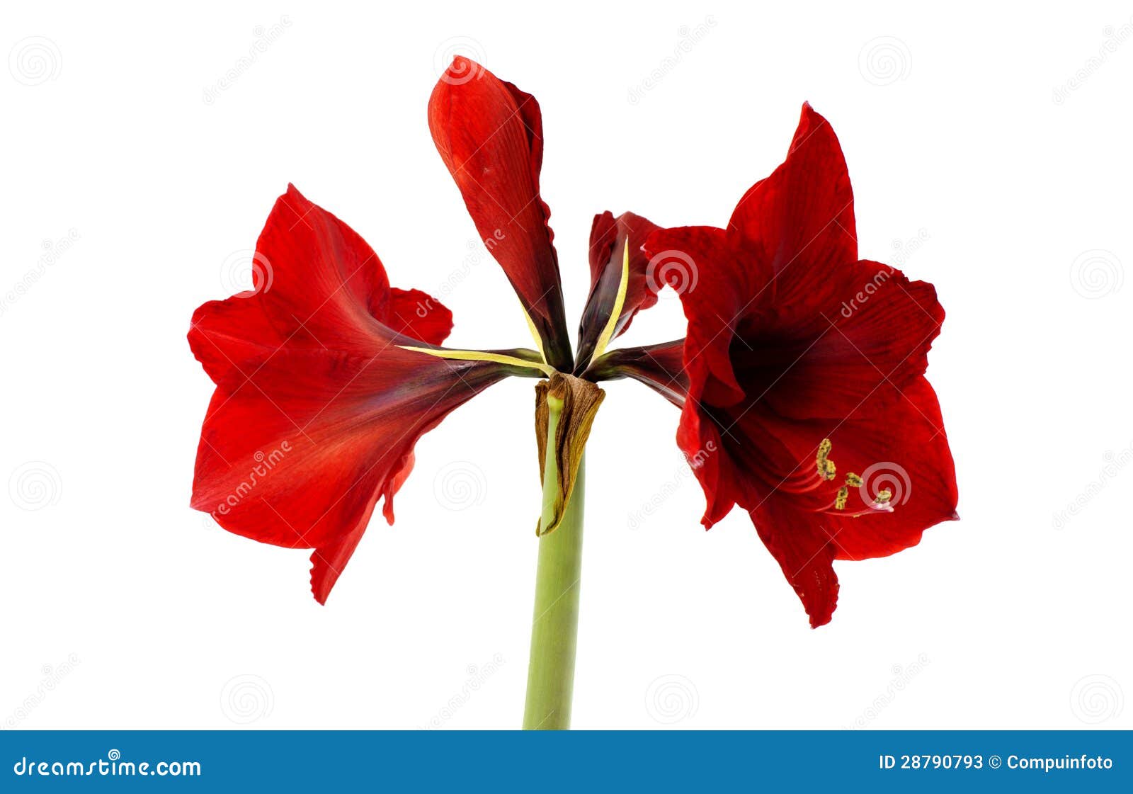 Fleur rouge d'amaryllis image stock. Image du botanique - 28790793