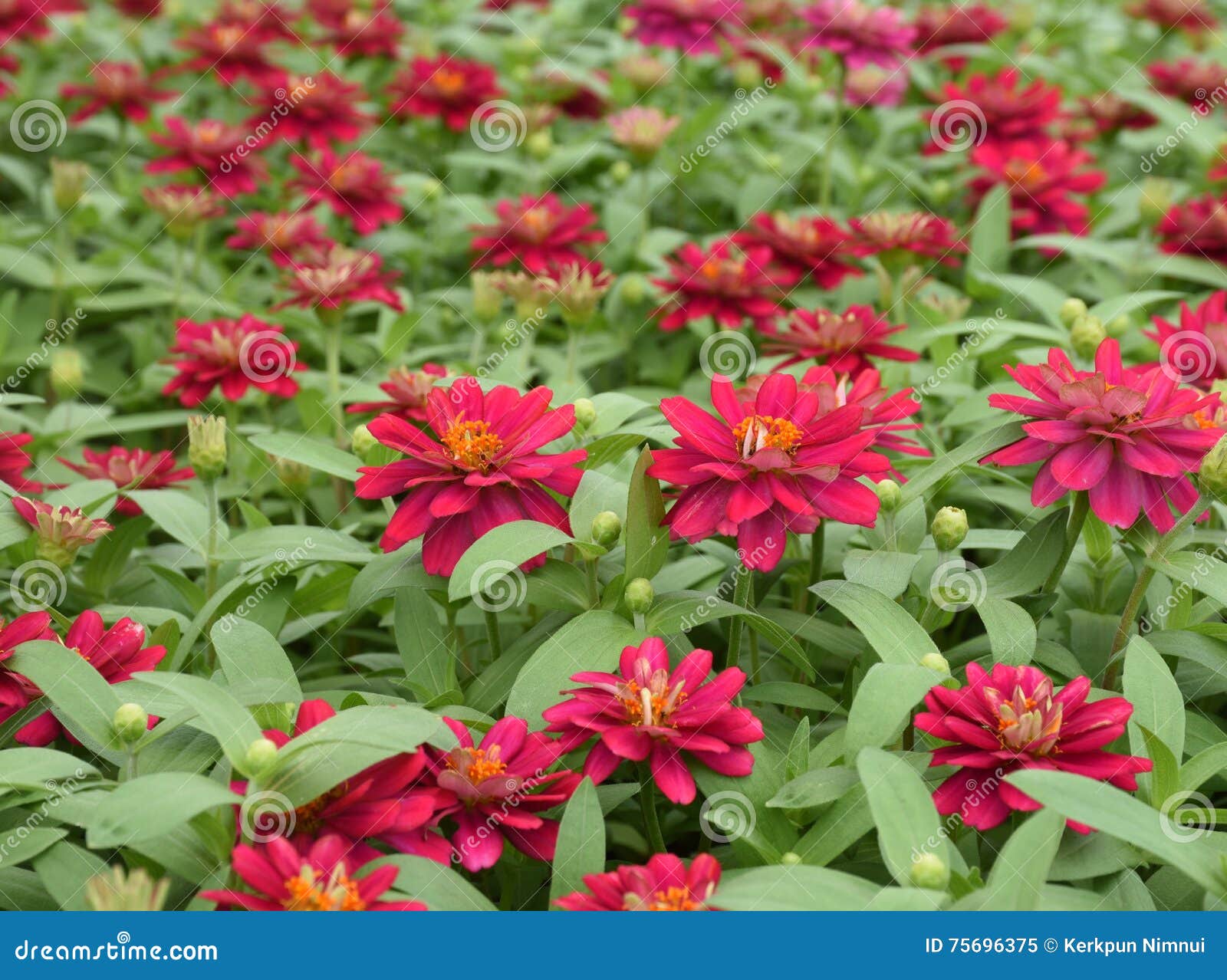 Fleur rouge dans le jardin image stock. Image du texture - 75696375