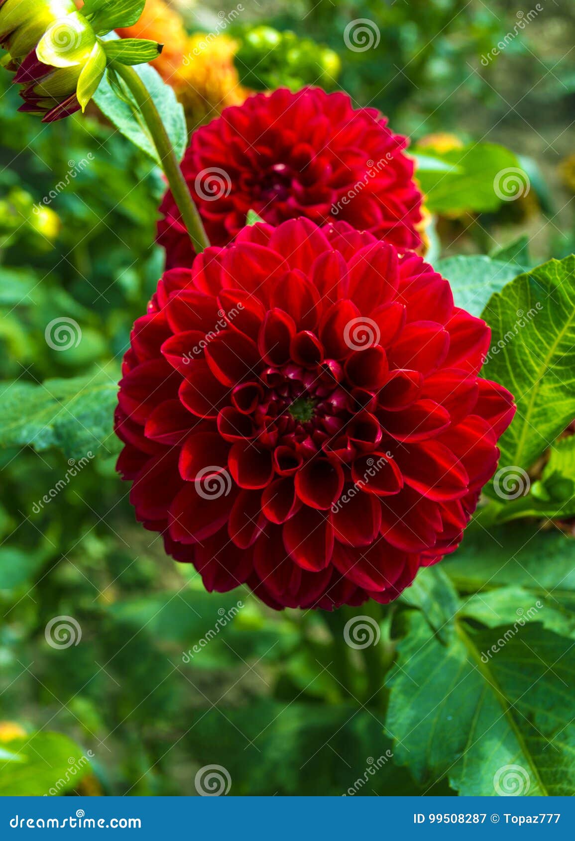Fleur Rouge De Dahlia Belle Fleur De Dahlia Image stock - Image du ...