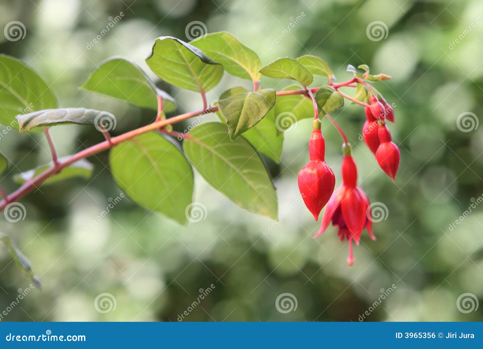 Fleur rouge de fleur photo stock. Image du décoration - 3965356