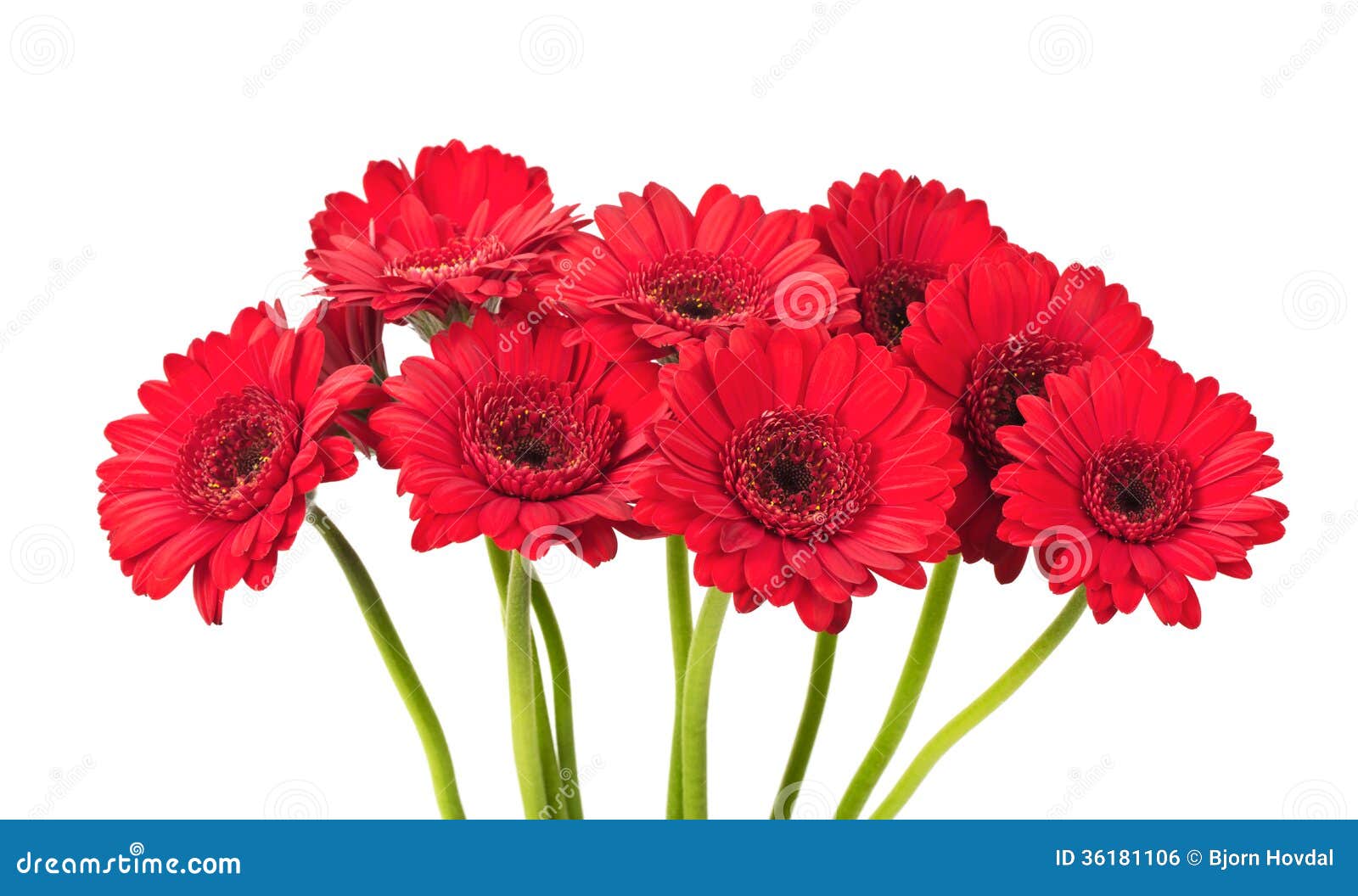 Fleur rouge de Gerbera photo stock. Image du fête, gouttelettes - 36181106