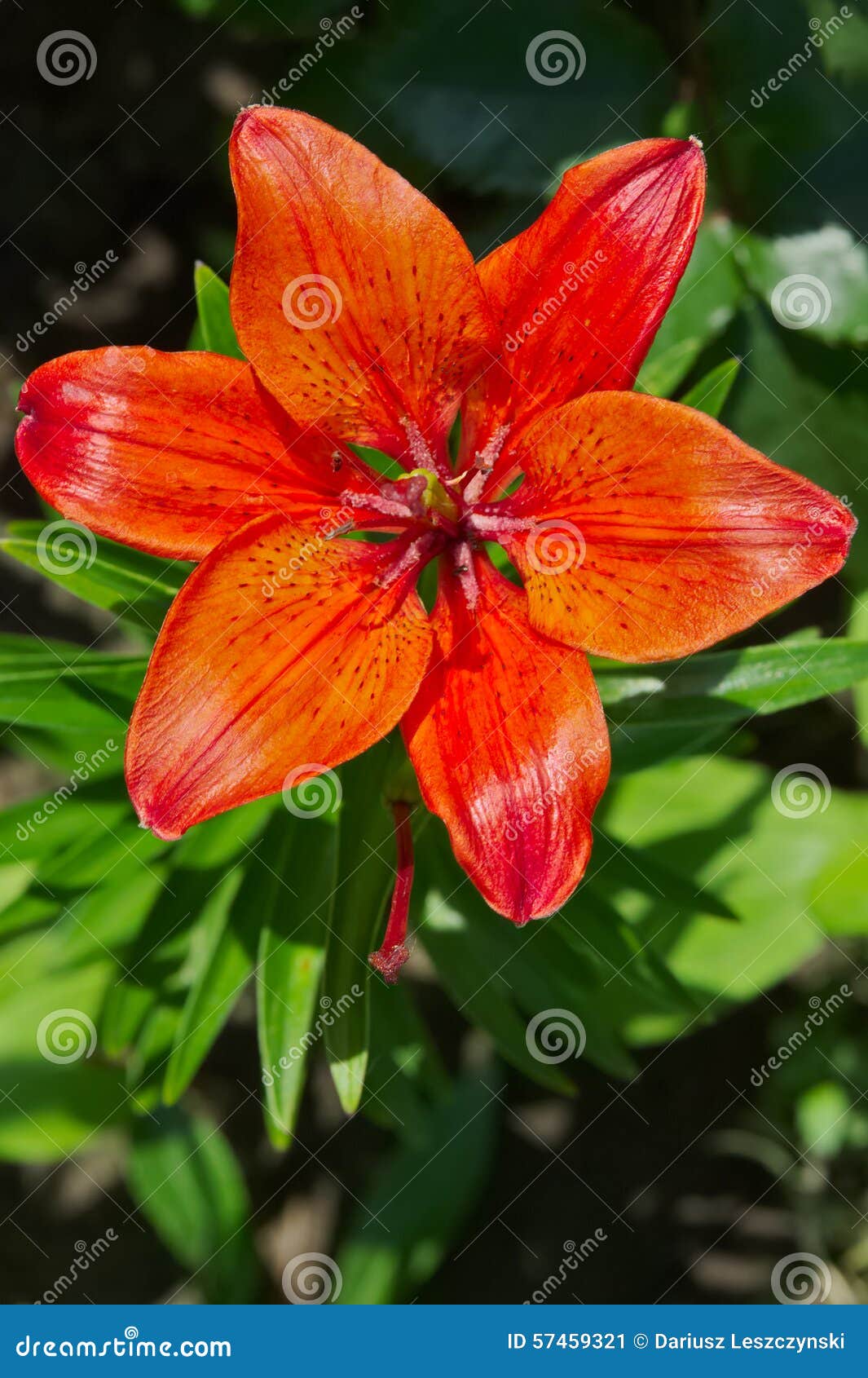 Fleur Rouge De Lis Dans Le Jardin Image stock - Image du beau, copie ...