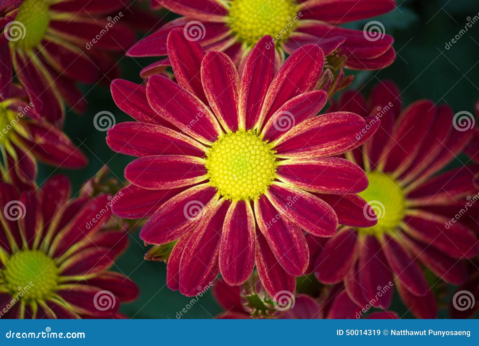 Fleur Rouge De Marguerite D'osteospermum Image stock - Image du beauté ...