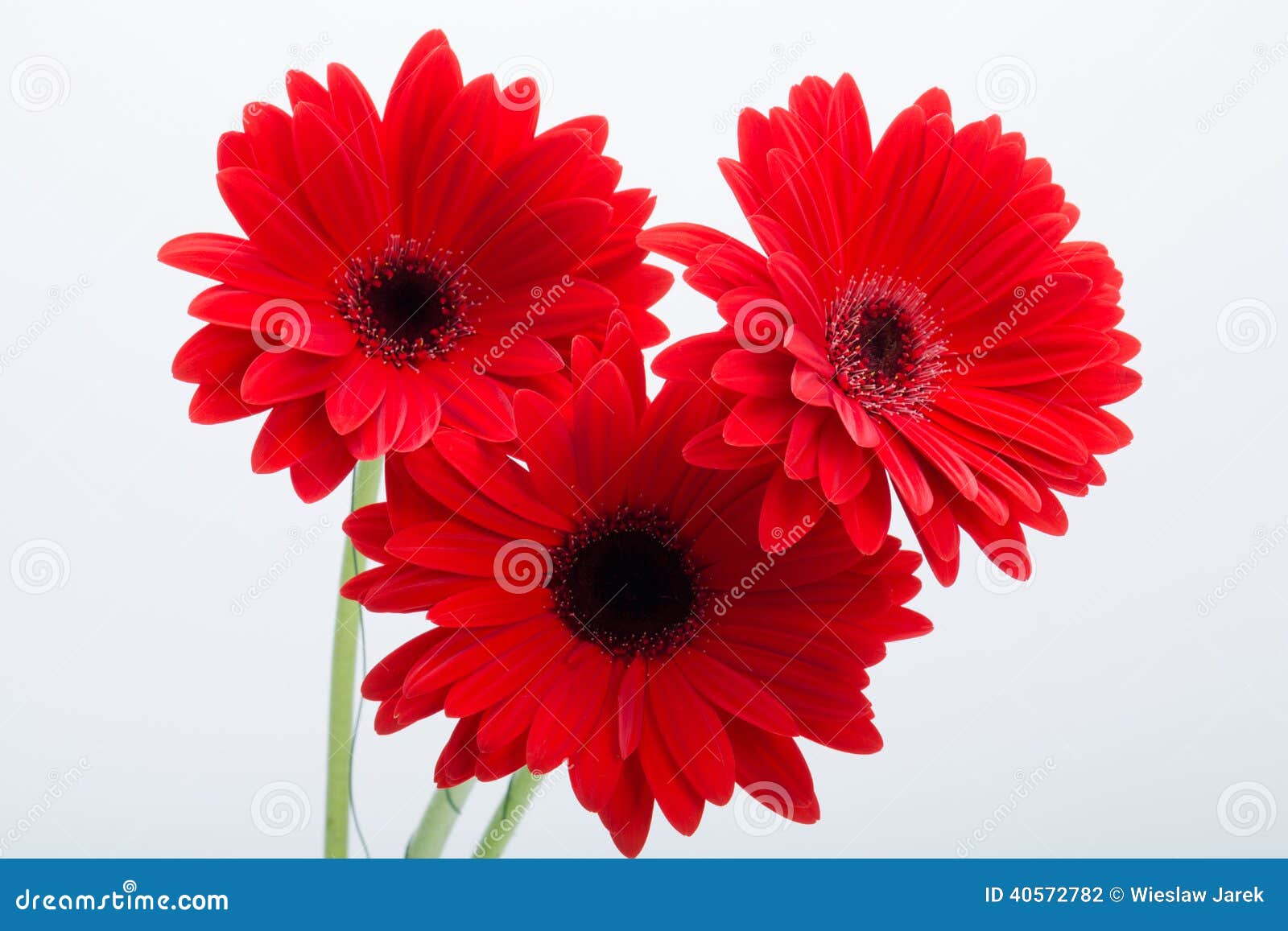 Fleur Rouge De Marguerite De Gerbera Photo stock - Image du fleur ...