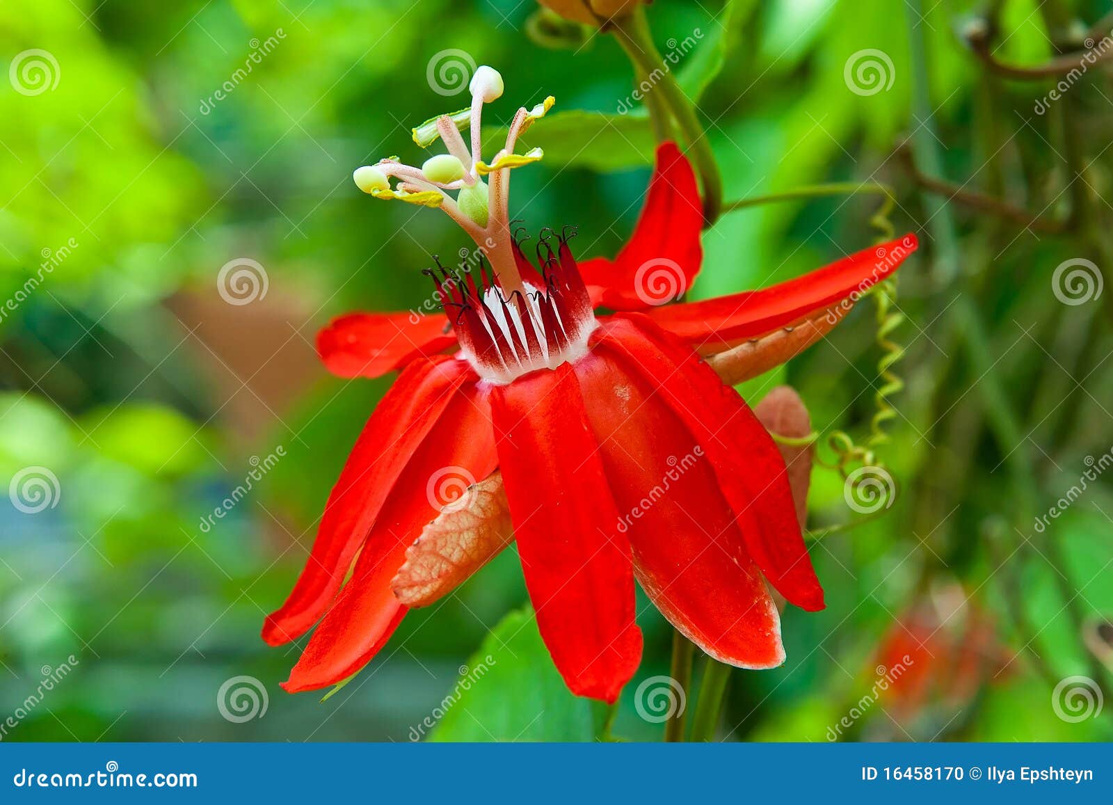 Fleur rouge de passion photo stock. Image du crique, rouge - 16458170