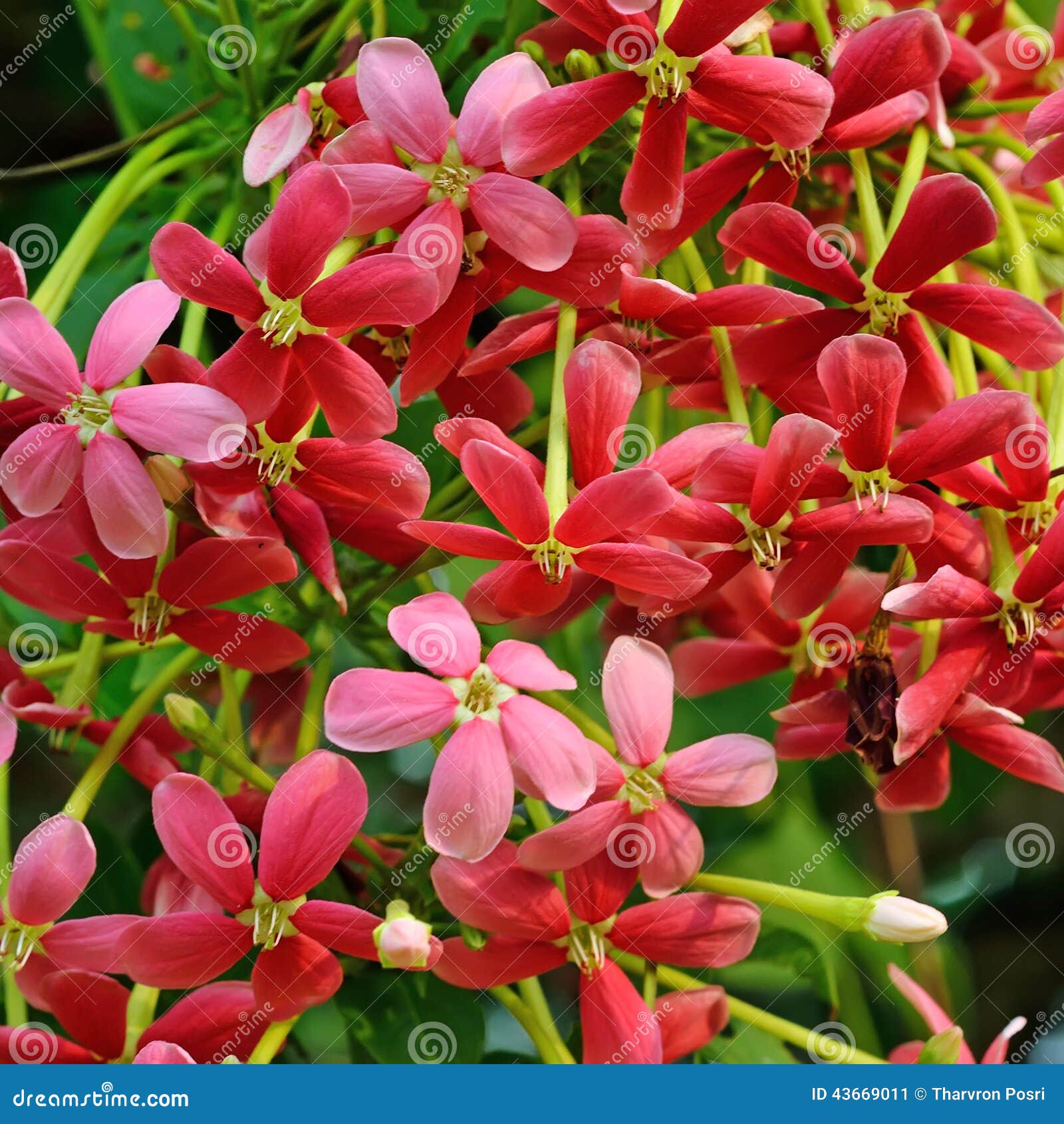Fleur Rouge De Plante Grimpante De Rangoon Image stock - Image du ...