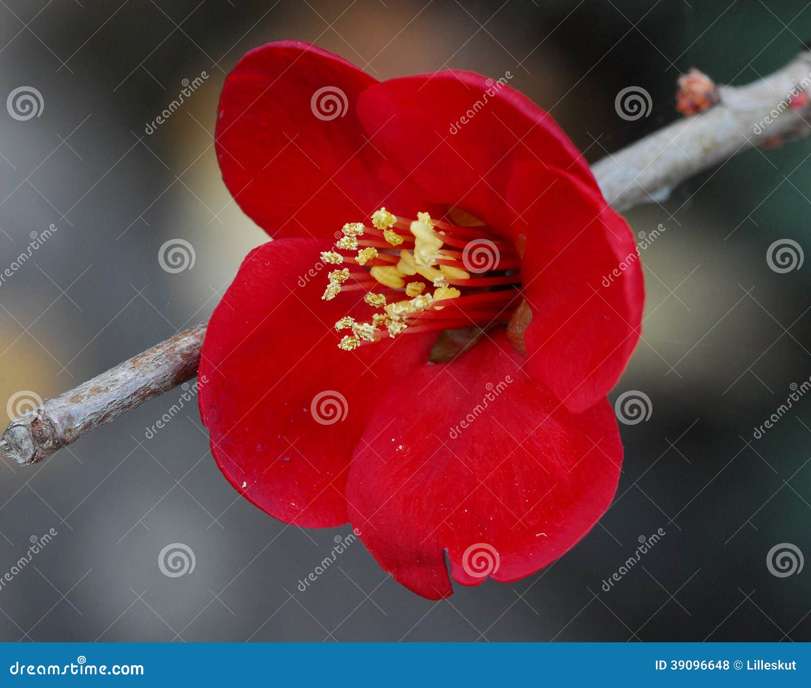 Fleur Rouge Sur La Branche D'arbre Photo stock - Image du floral ...