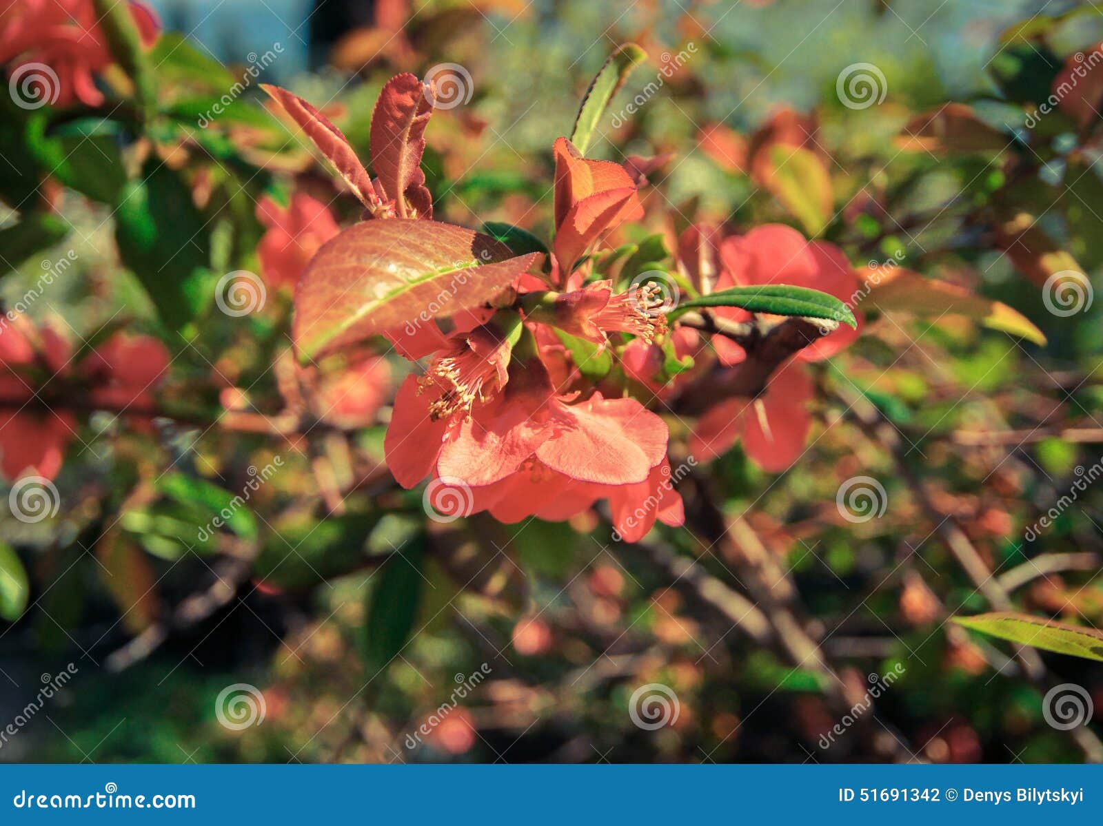 Fleur Rouge Sur Un Arbre Au Printemps Photo stock - Image du ...