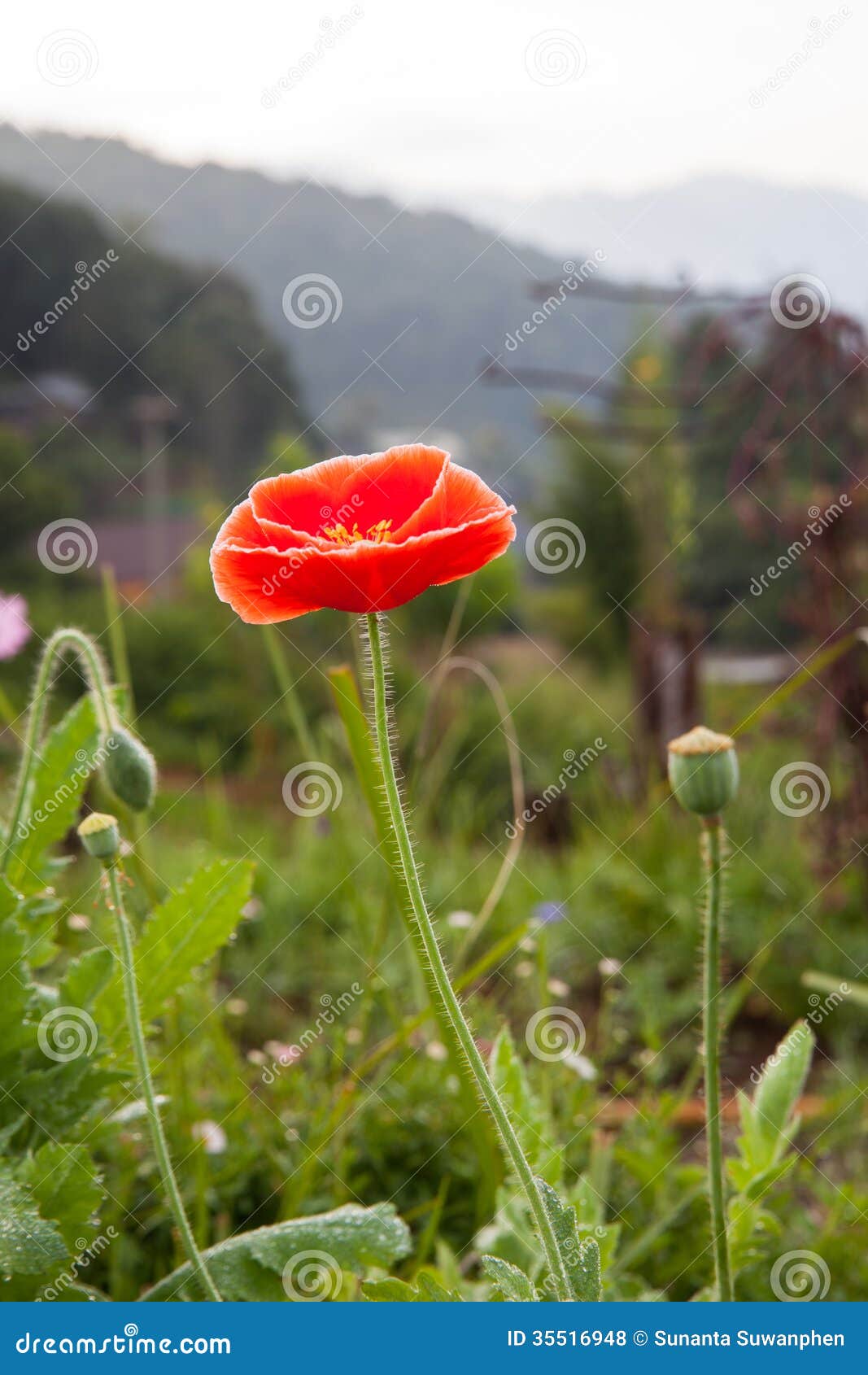 Fleur Sauvage Rouge De Pavot Photo stock - Image of printemps, pavot ...