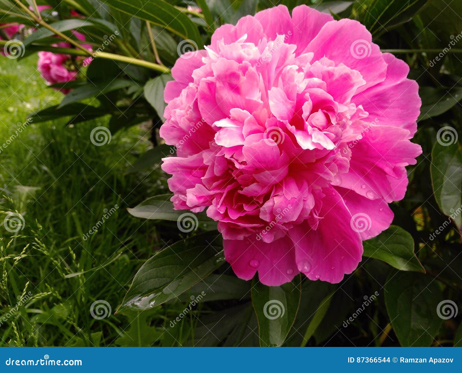 Fleur simple de pivoine photo stock. Image du raindrops - 87366544