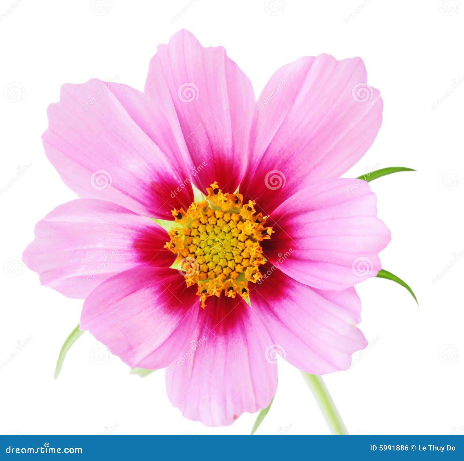 Fleur simple de sonate photo stock. Image du tony, blanc - 5991886