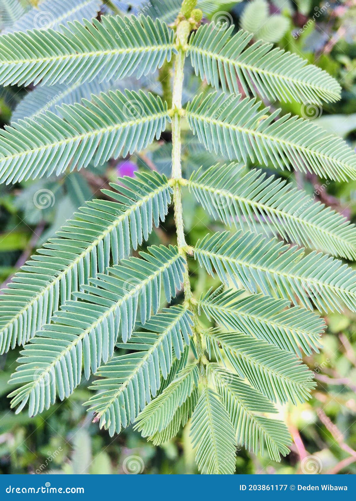 Fleur Timide De La Princesse Image stock - Image du timide, fleur ...